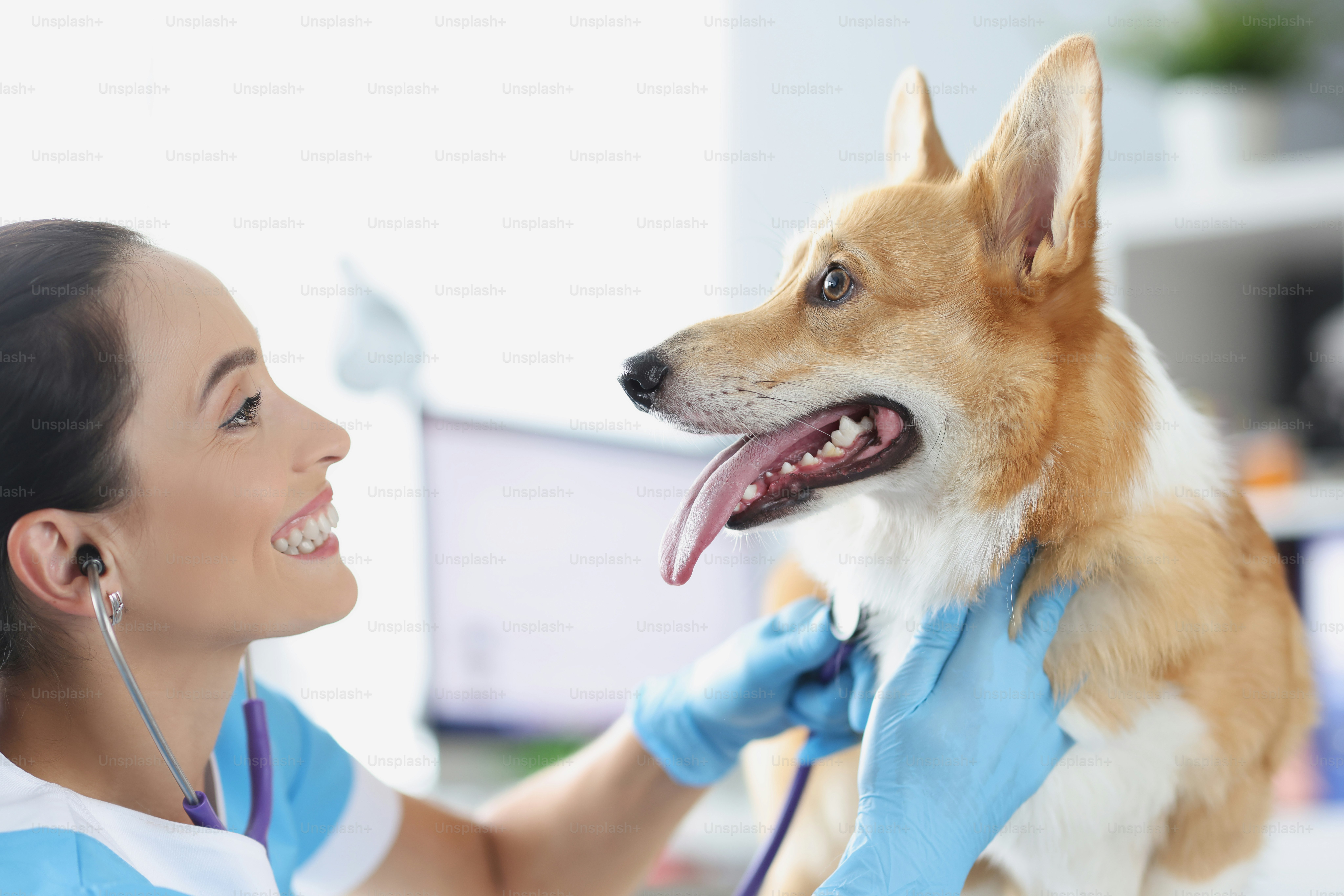 Foto Veterinaria escuchando con estetoscopio a un perro doméstico de ...