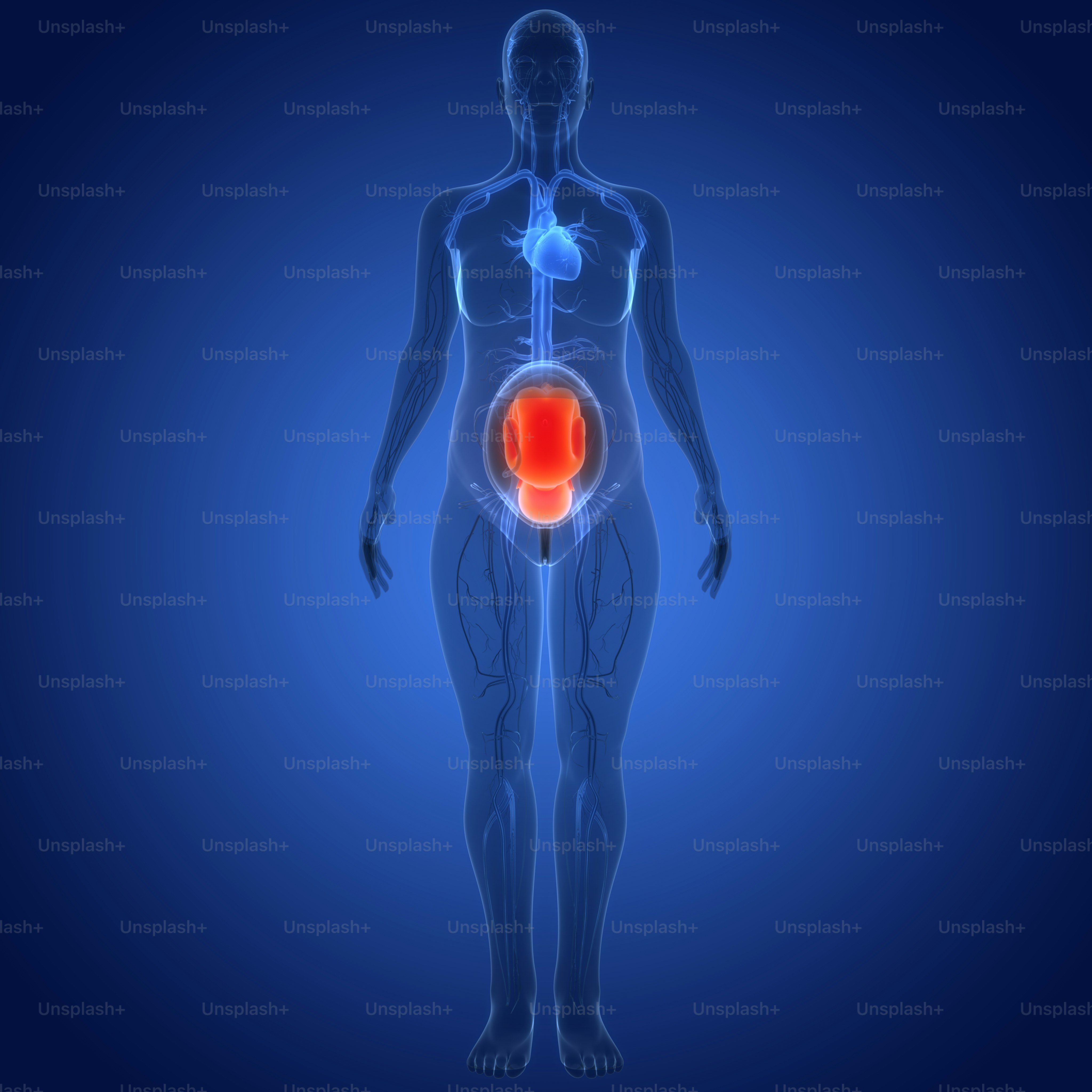 Foto Concepto de ilustración 3D del bebé del feto humano en la anatomía ...