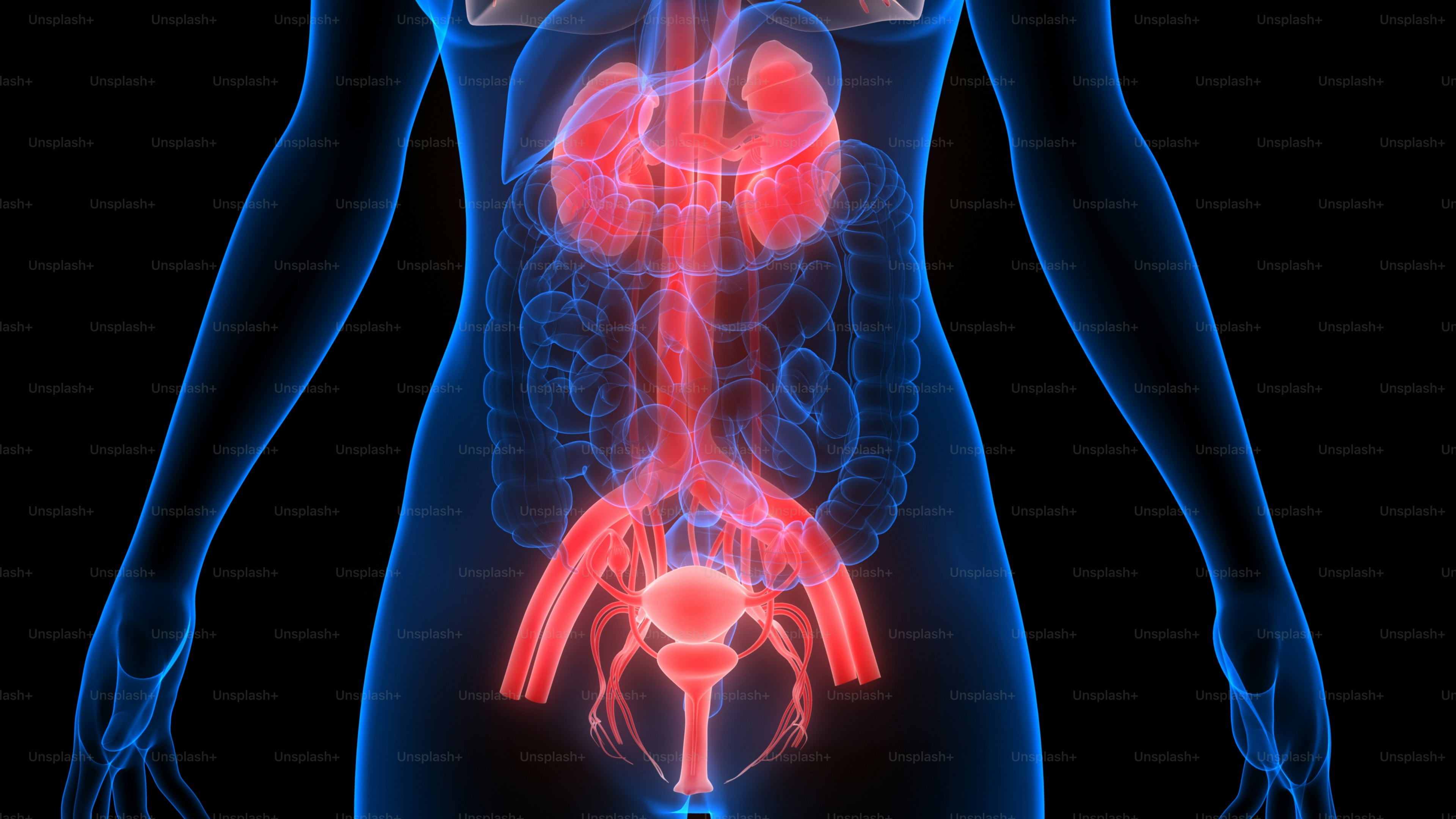 3D Illustration Concept of Female Reproductive System with Nervous ...