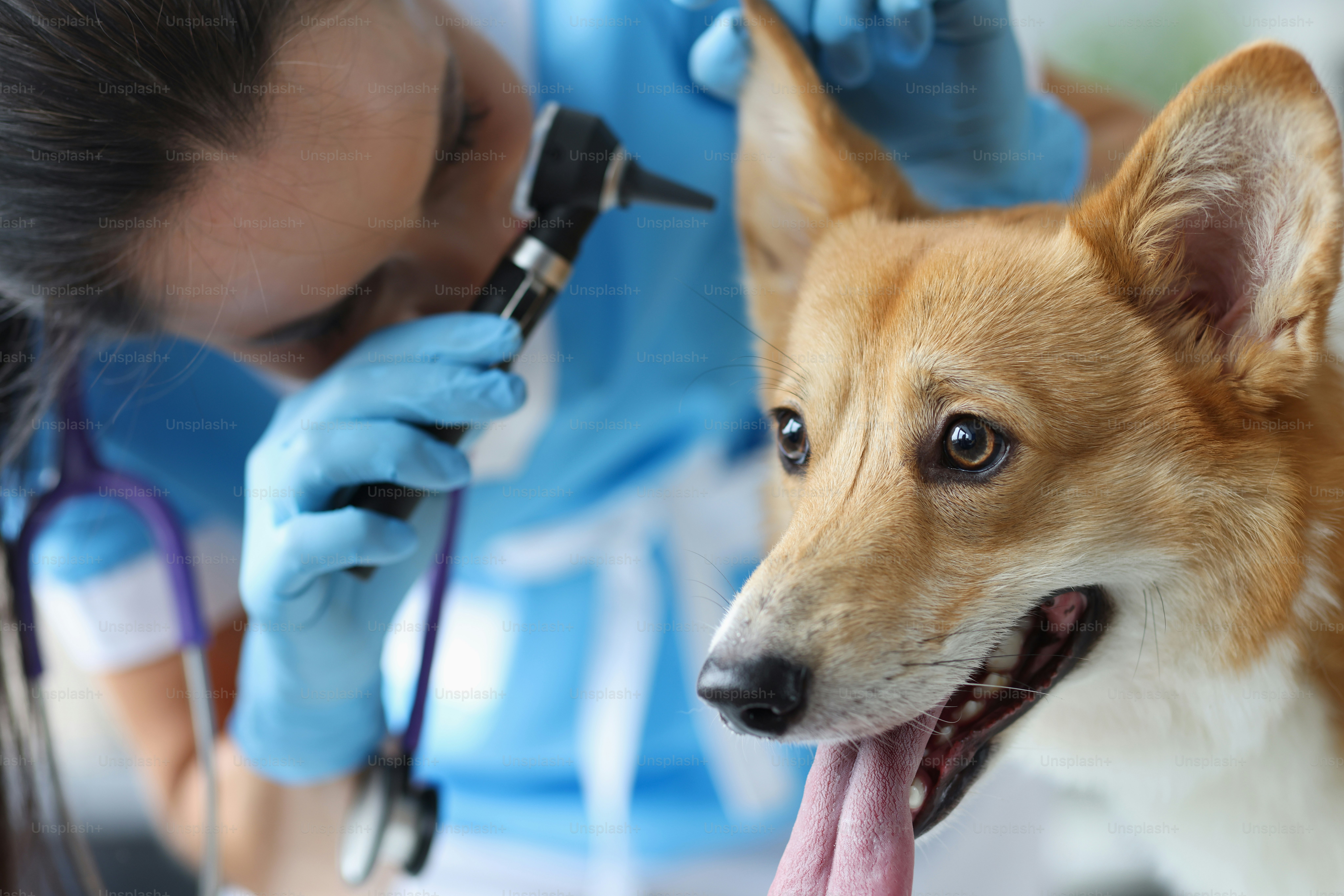 Veterinarian examines dog auricle. Hearing test in dogs concept photo ...