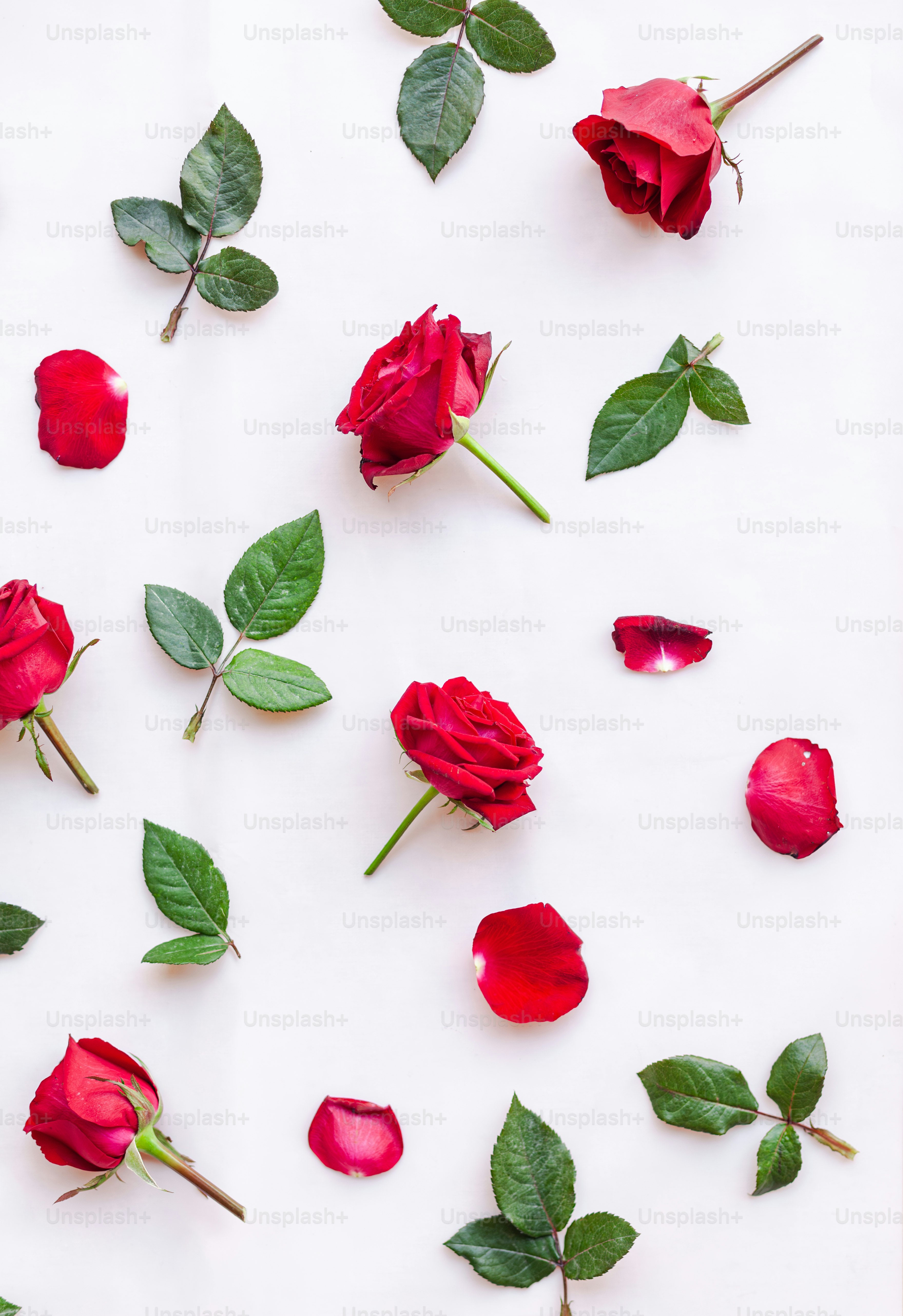 Un groupe de roses rouges sur fond blanc photo – Image de Fleur sur ...