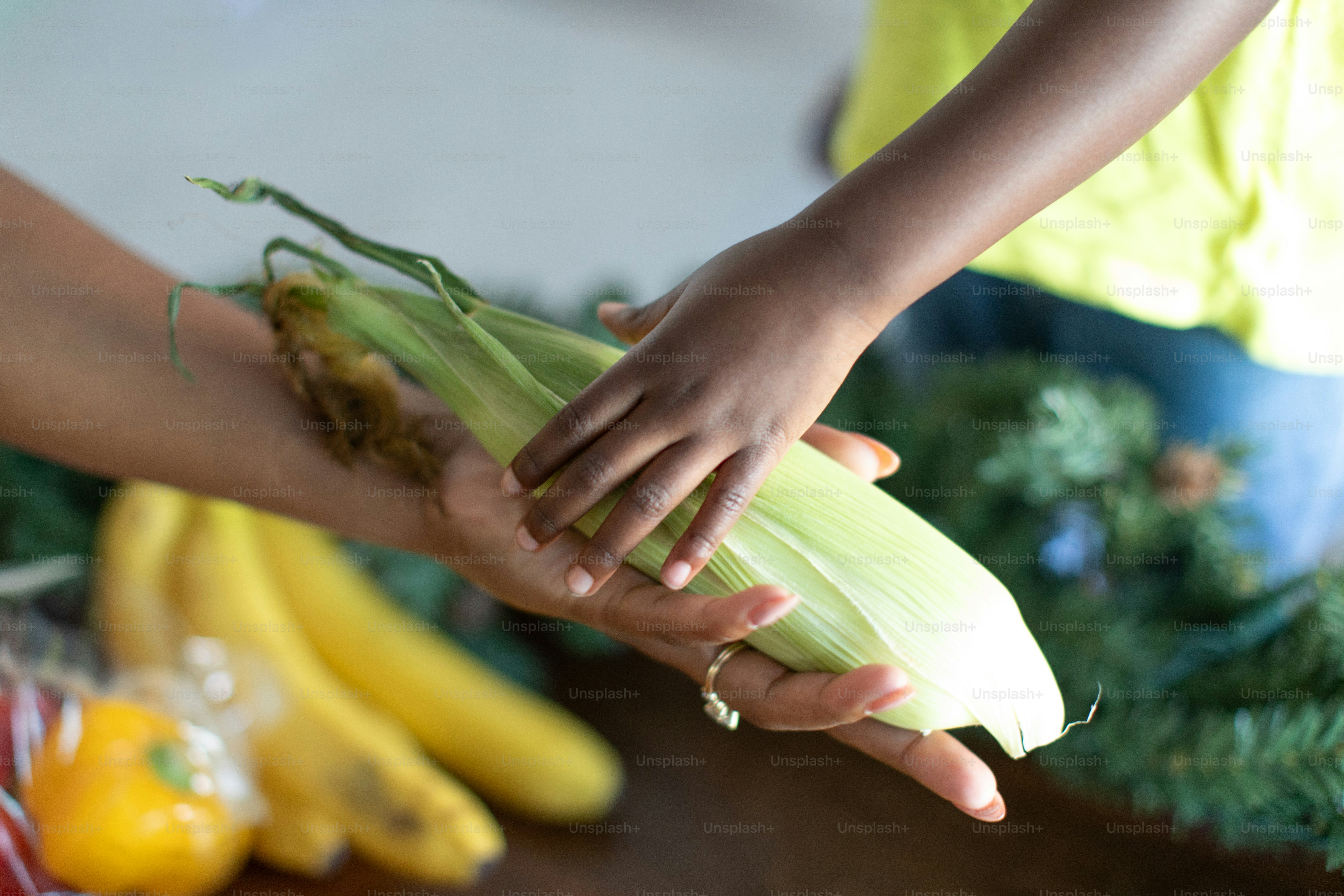 A person holding a stalk of corn in their hand photo – Holiday Image on ...