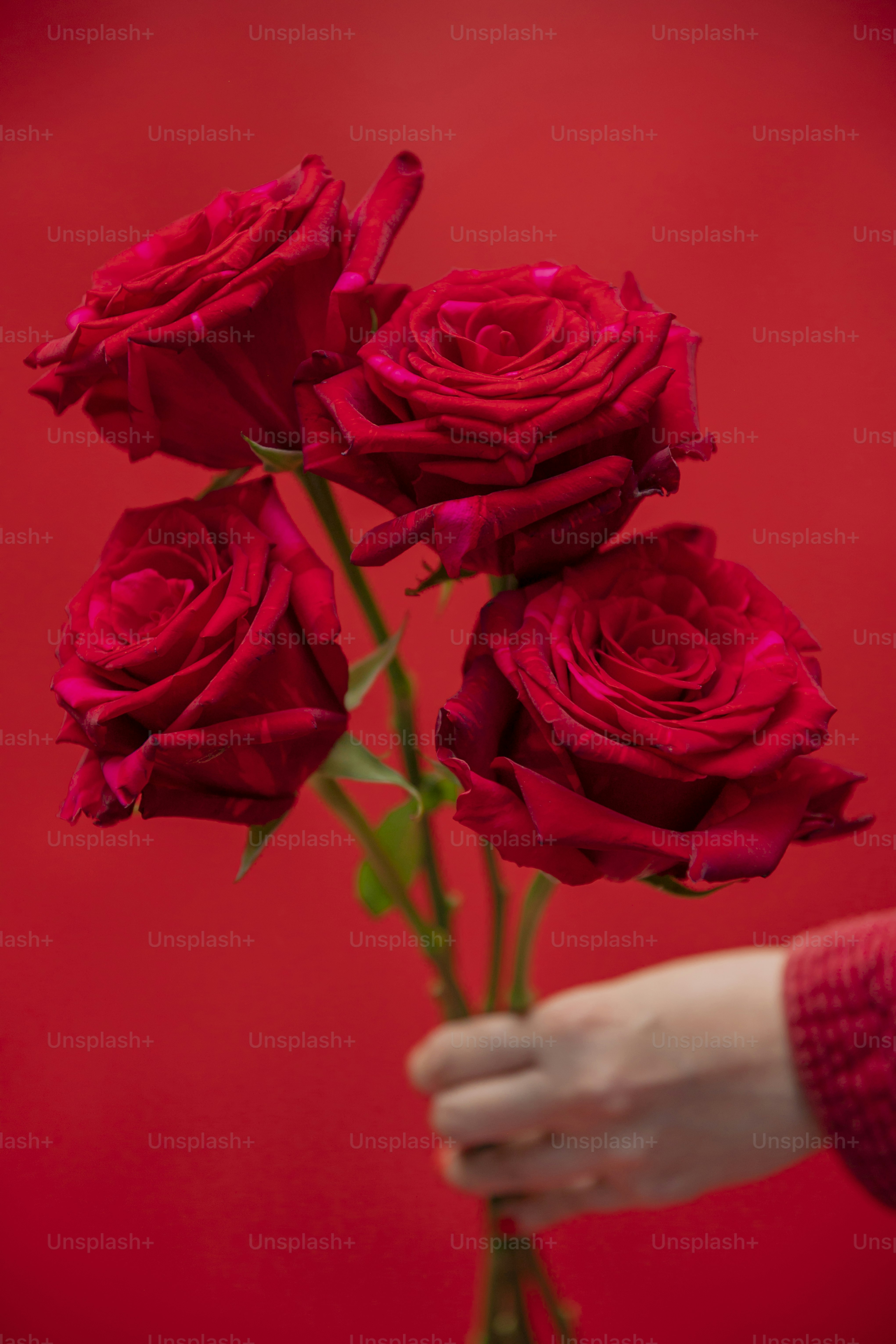 A person holding a bouquet of red and pink roses photo – Floral Image ...