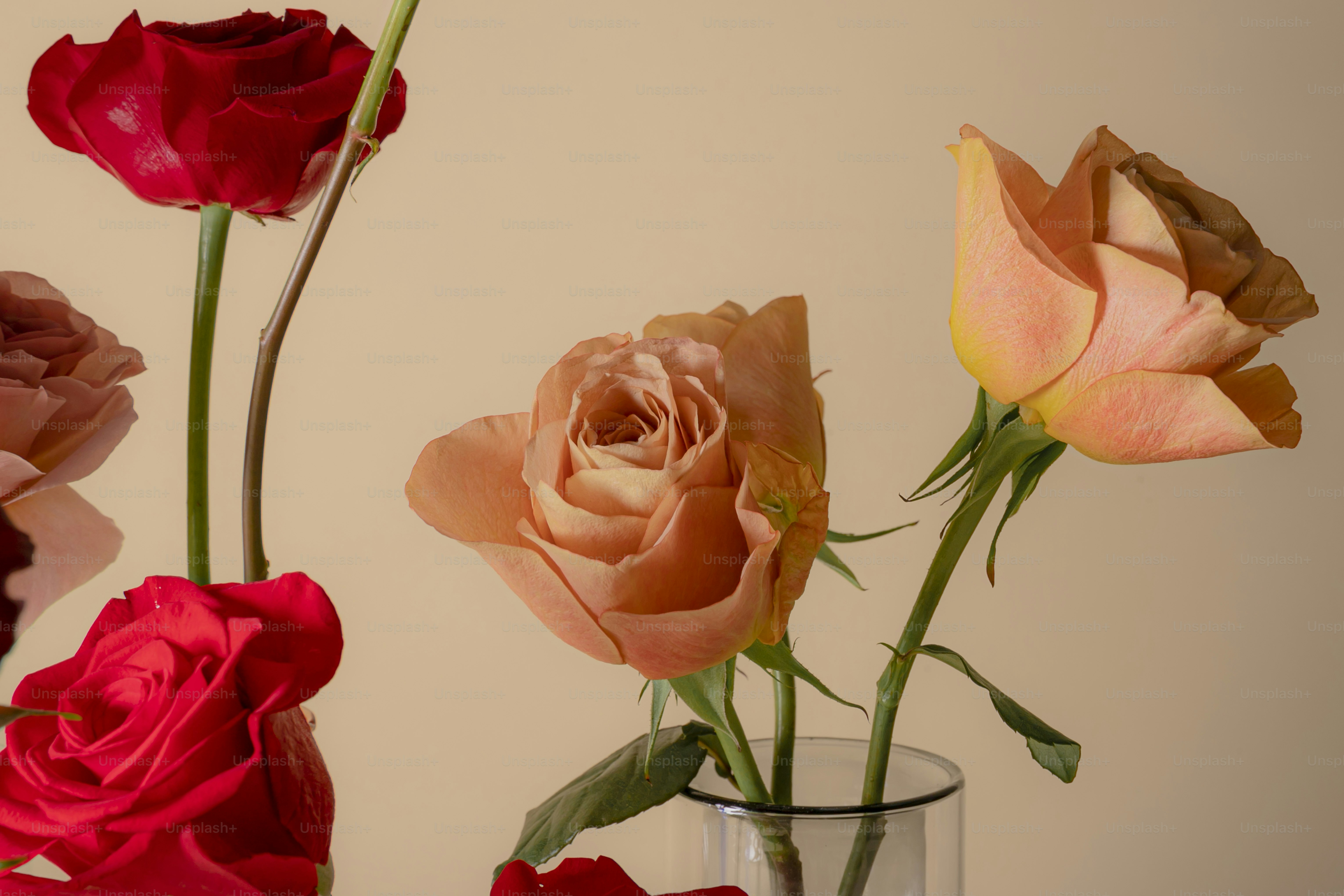 Rose flower Image on Unsplash