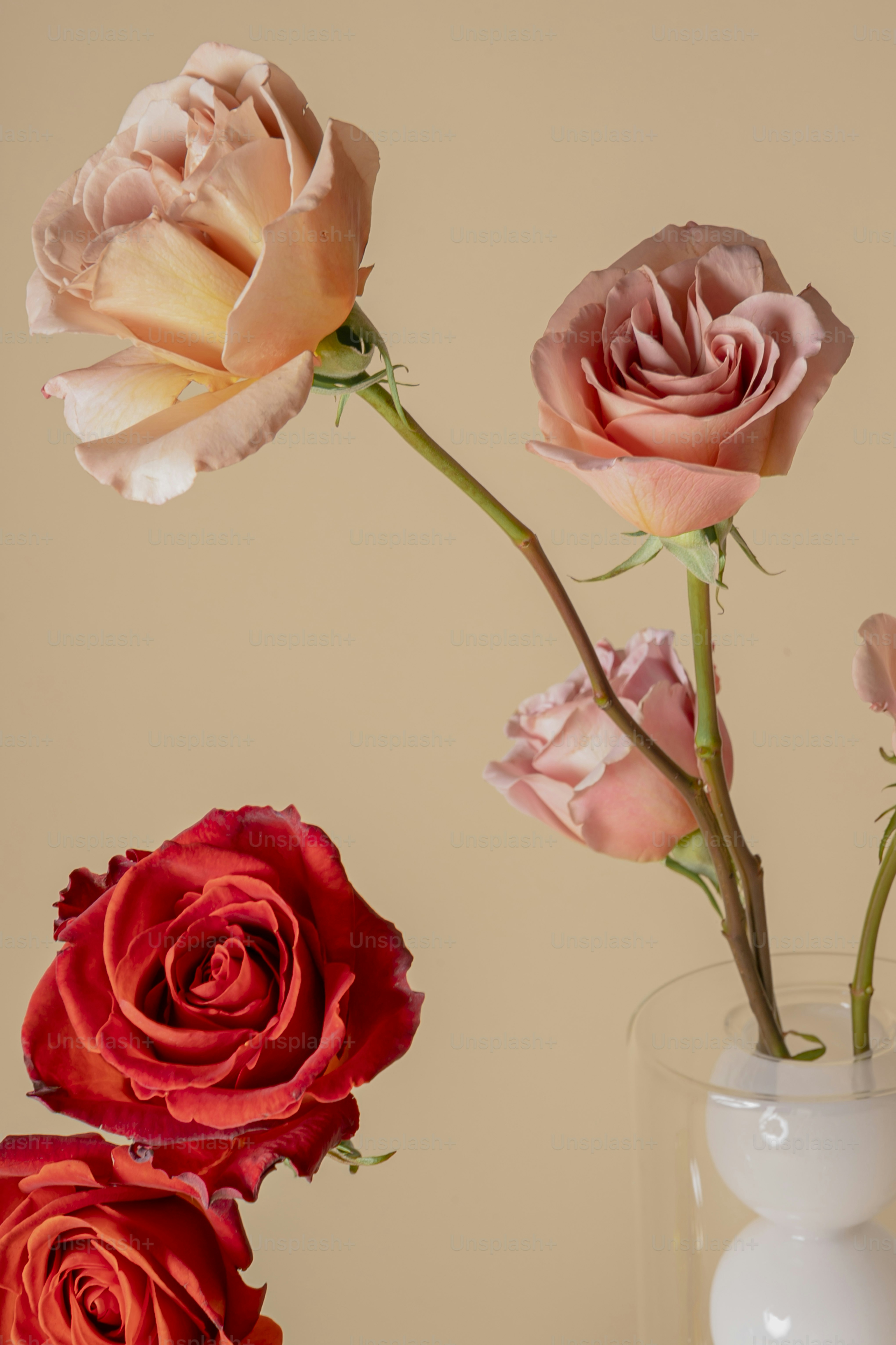 Rose flower Image on Unsplash