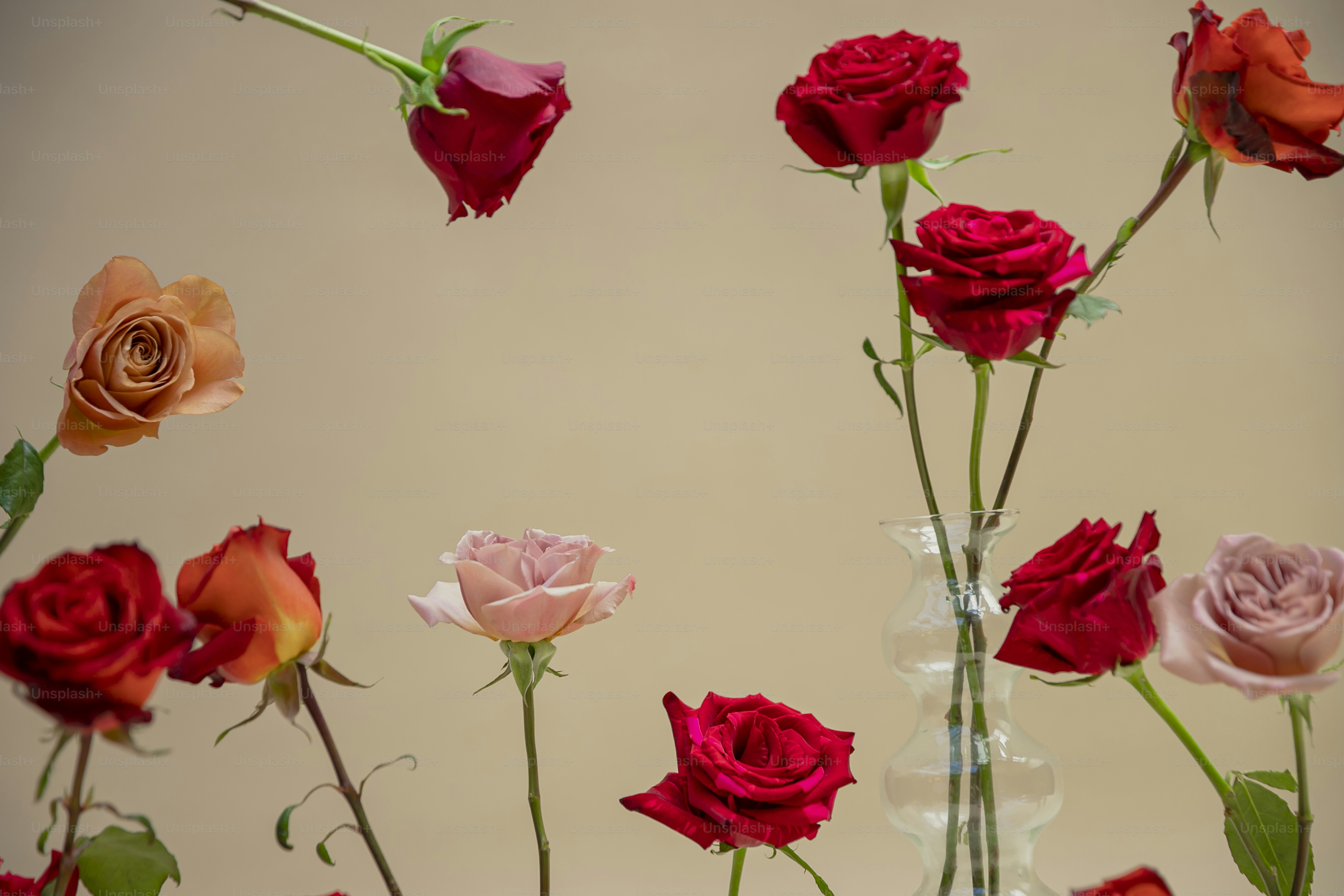 100+ Rose Flower Pictures | Download Free Images on Unsplash