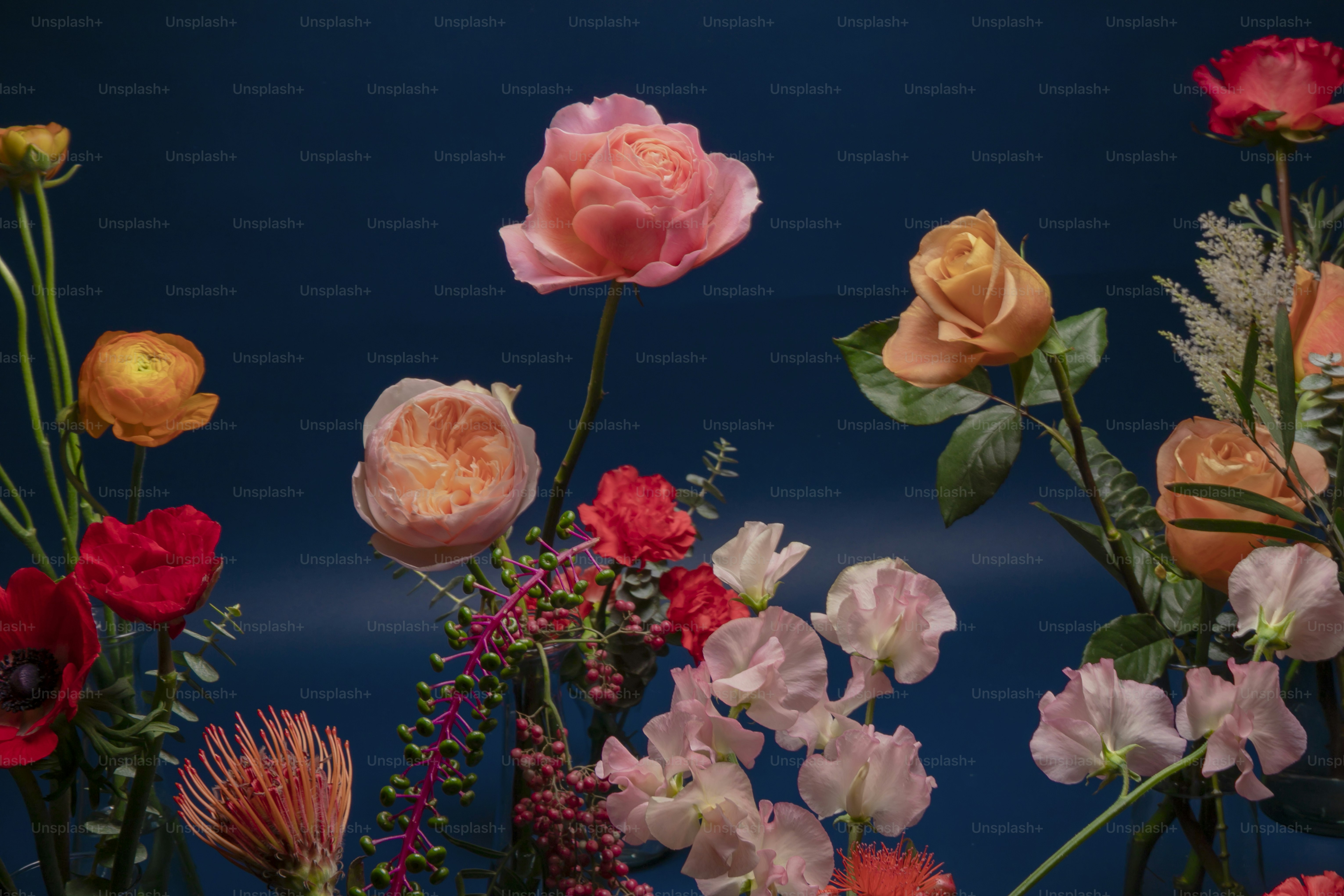 Rose flower Image on Unsplash