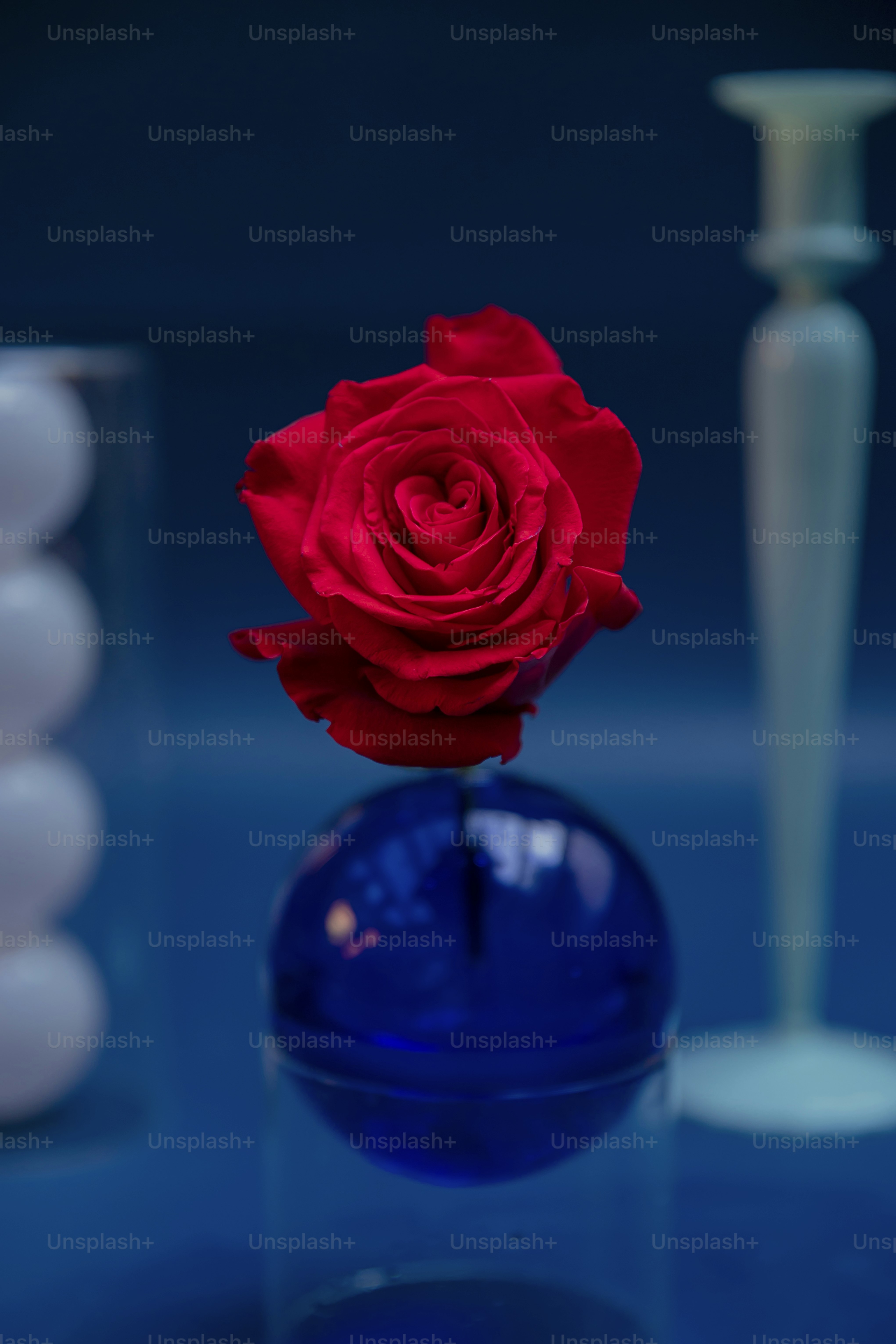 Rose flower Image on Unsplash