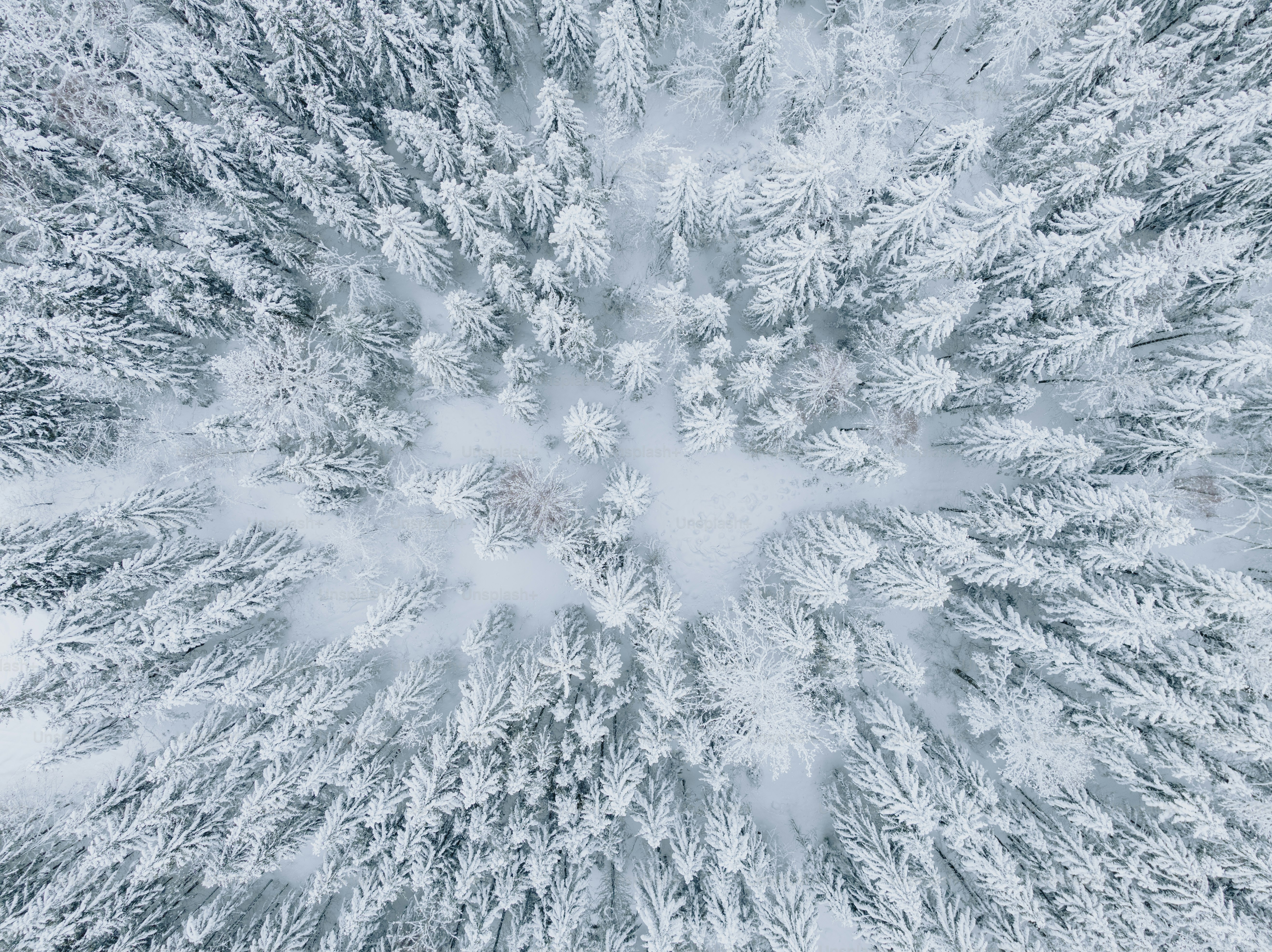 30k+ Snow Forest Pictures | Download Free Images on Unsplash