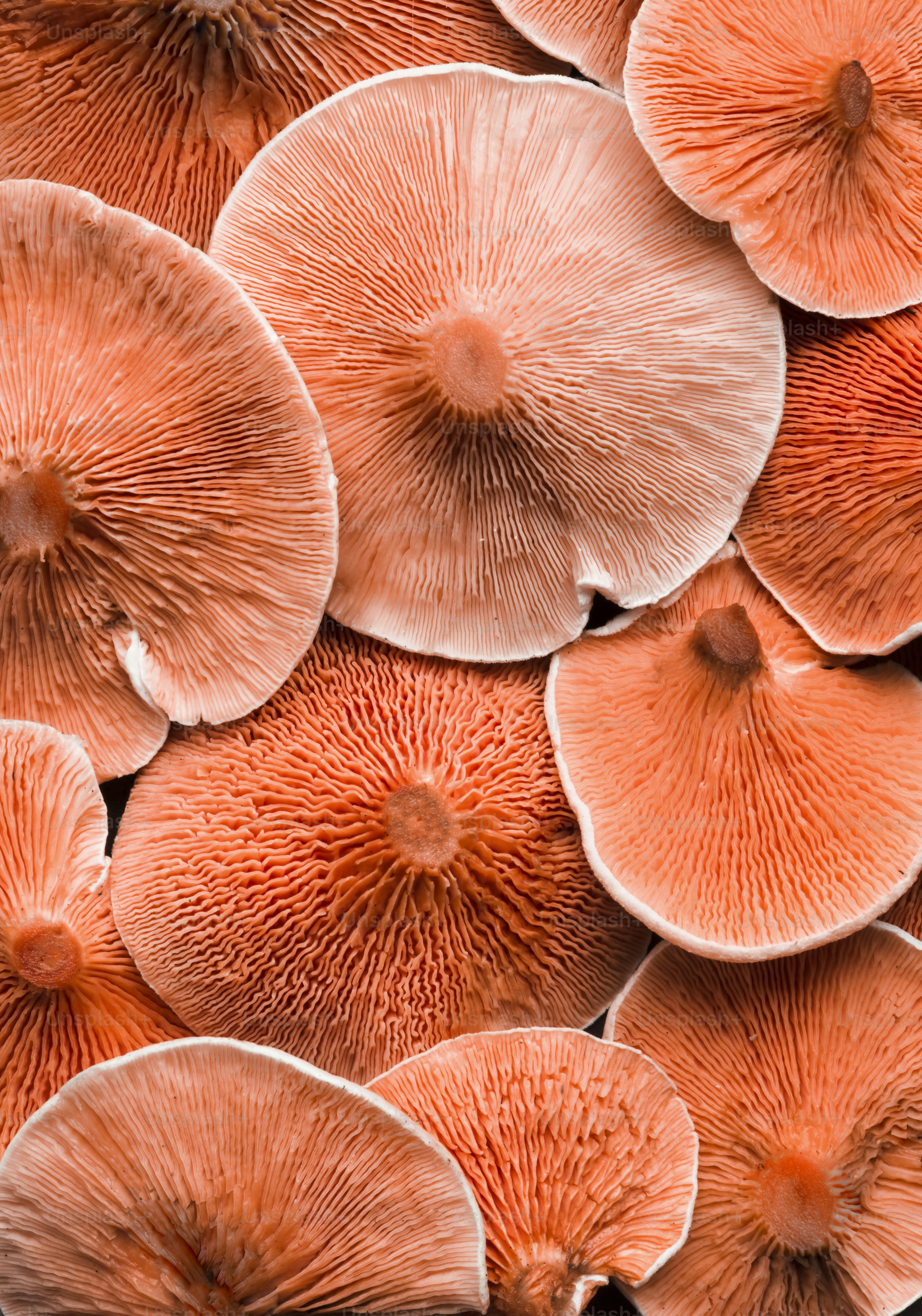 500+ Mushroom Pictures [HD] | Download Free Images on Unsplash