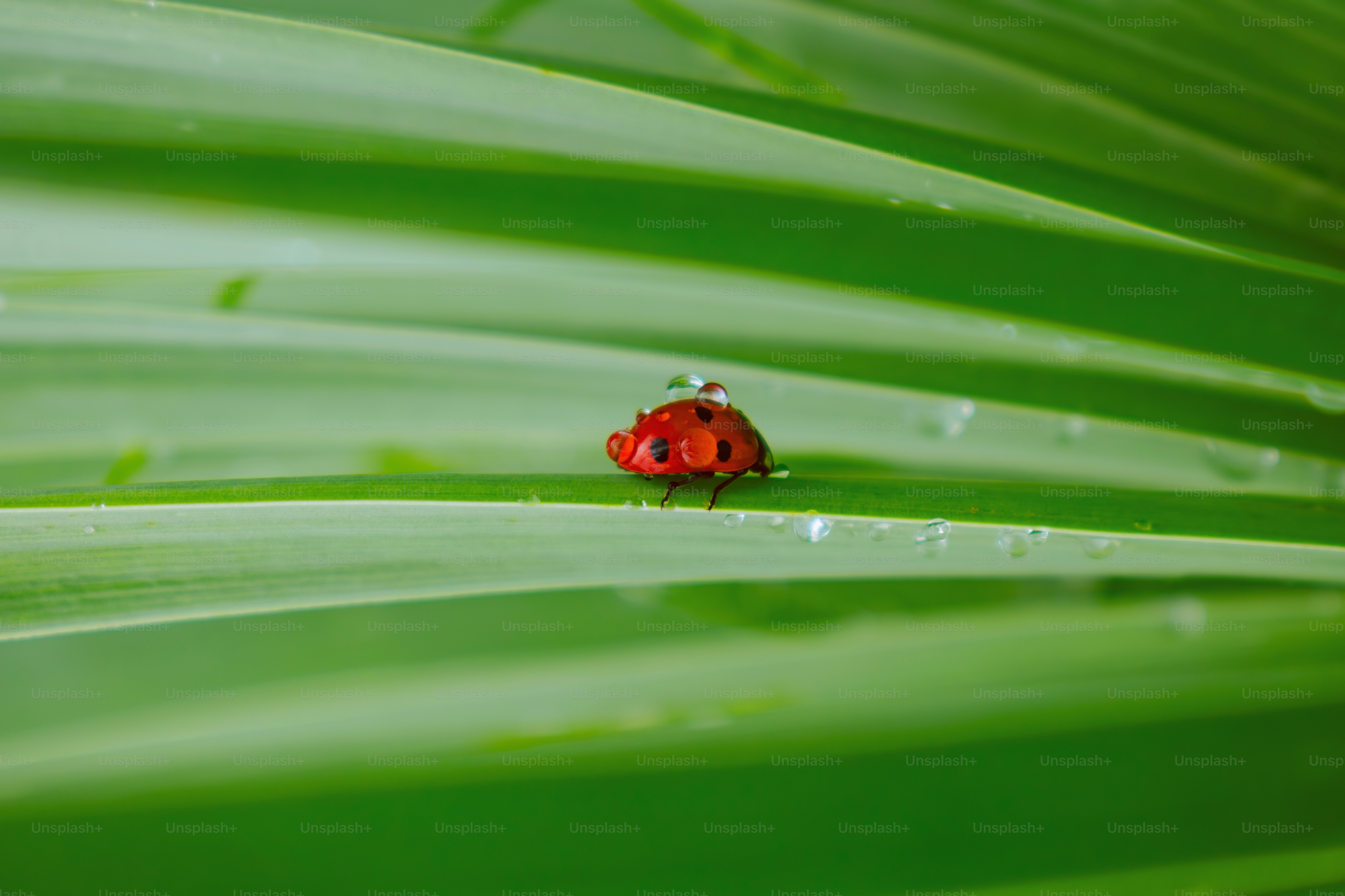 A red lady bug sitting on top of a green leaf photo – Ladybug Image on ...