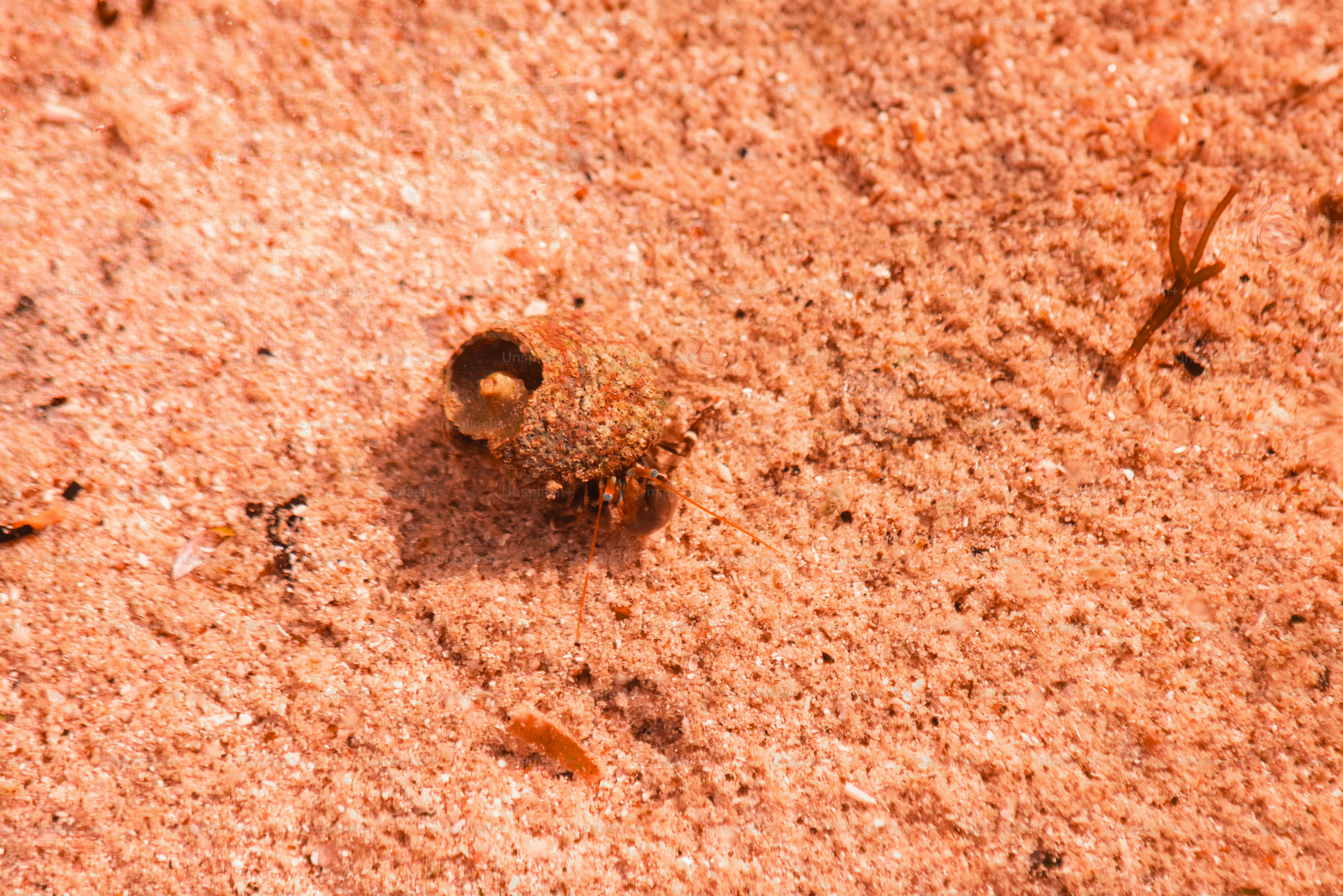 A bug crawling on the ground in the dirt photo – Peach fuzz Image on ...