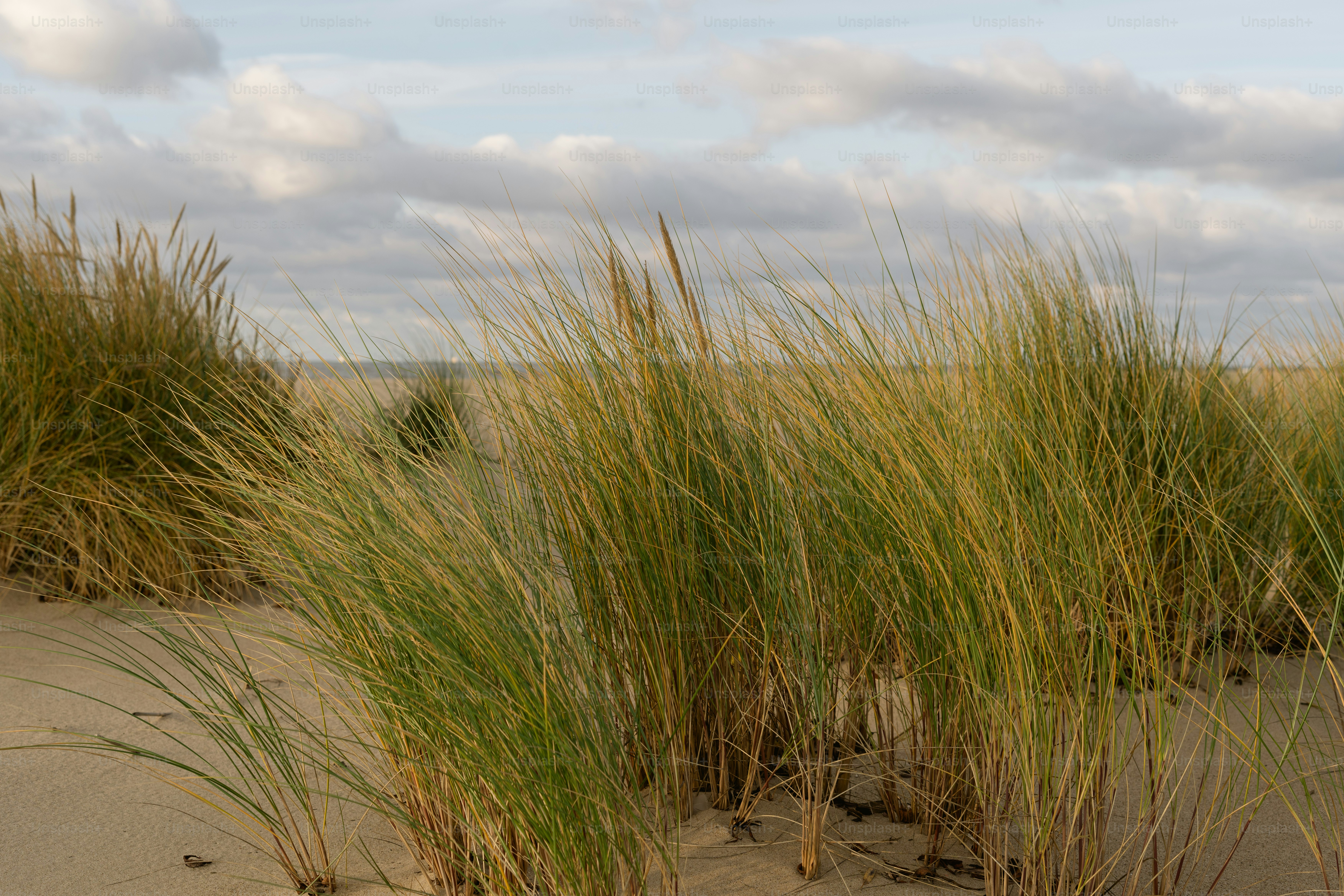 A couple of tall grass growing out of the sand photo – Beach Image on ...