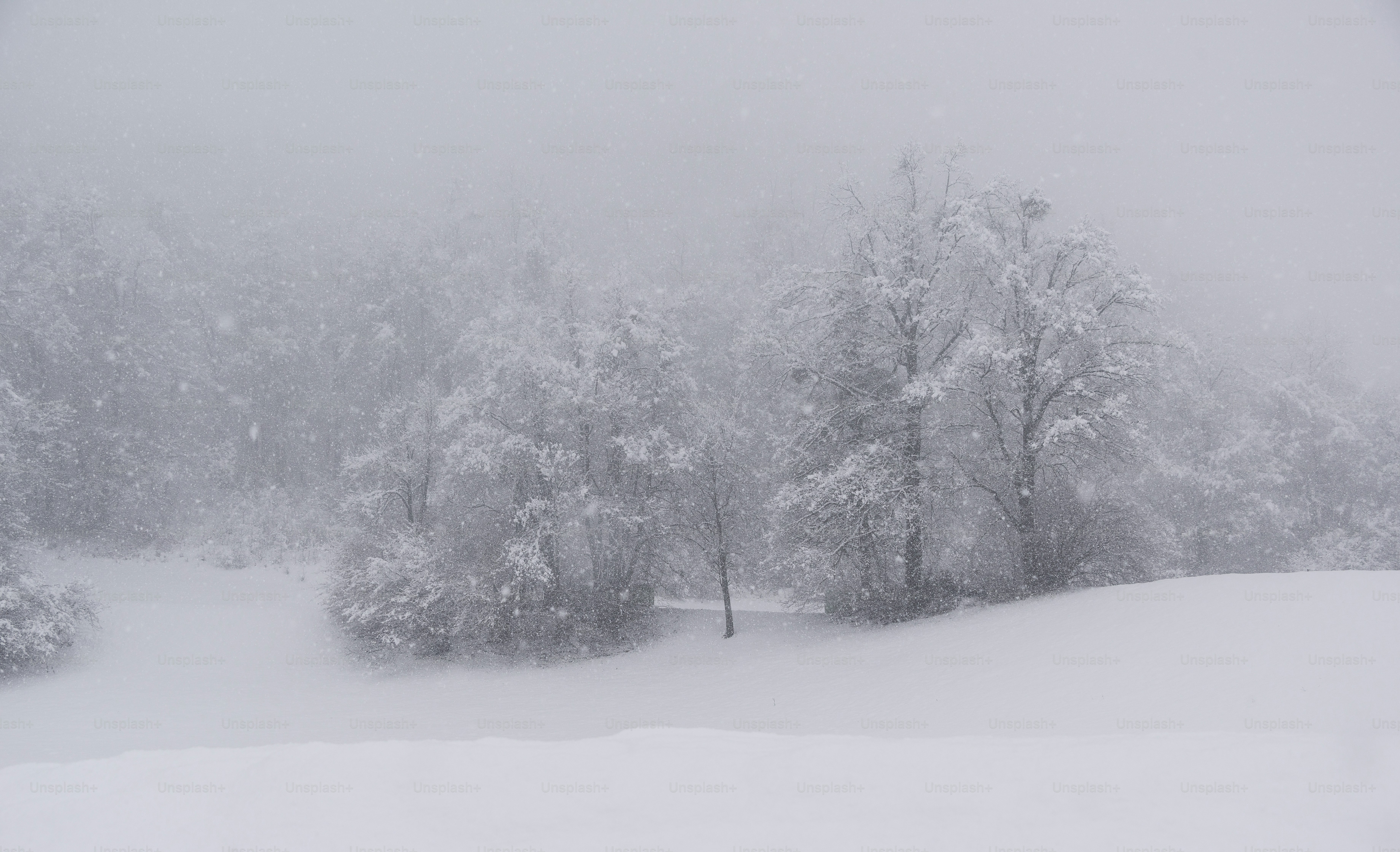 350+ Snowing Pictures | Download Free Images on Unsplash