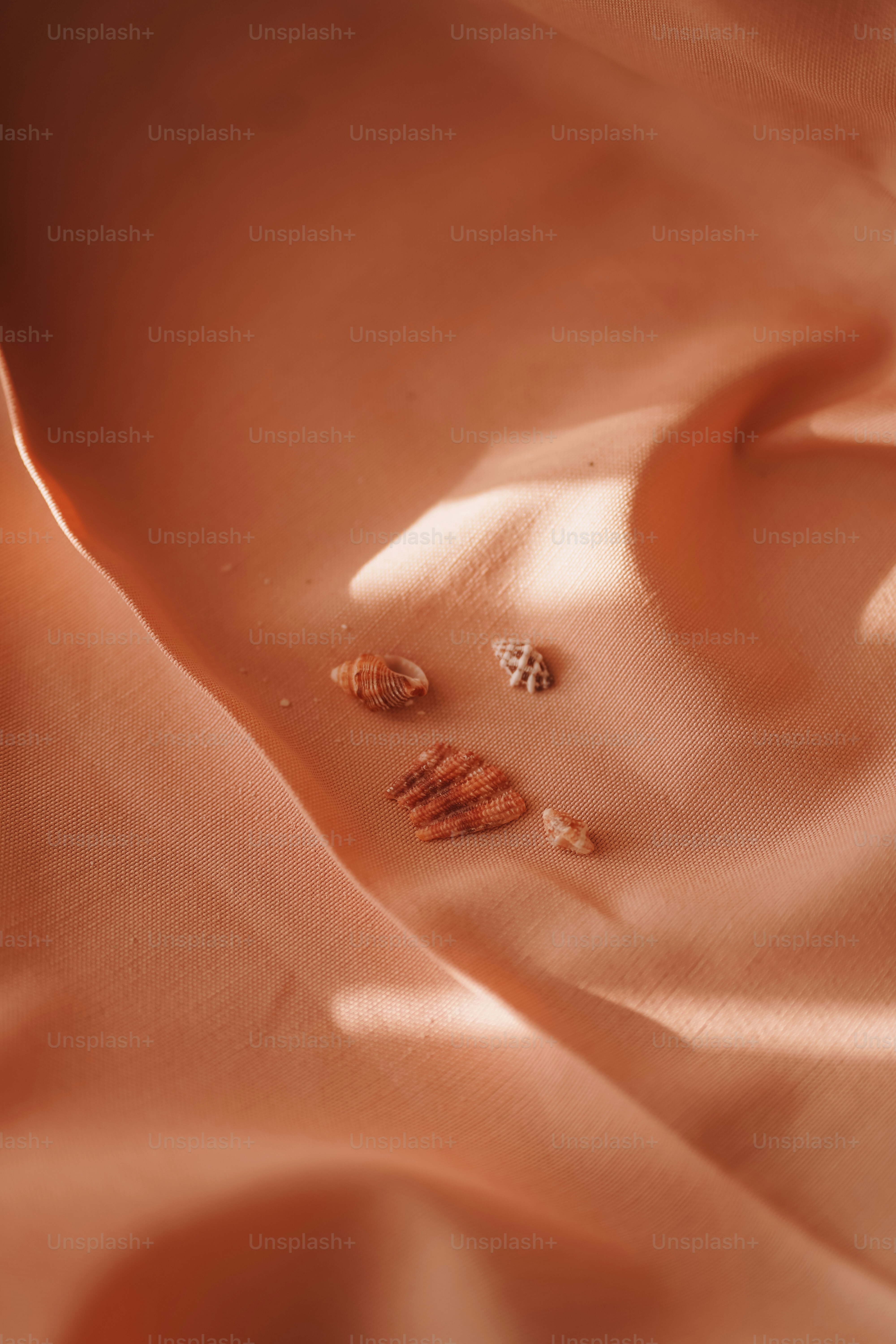 A close up of a fabric with shells on it photo – Still life photography ...