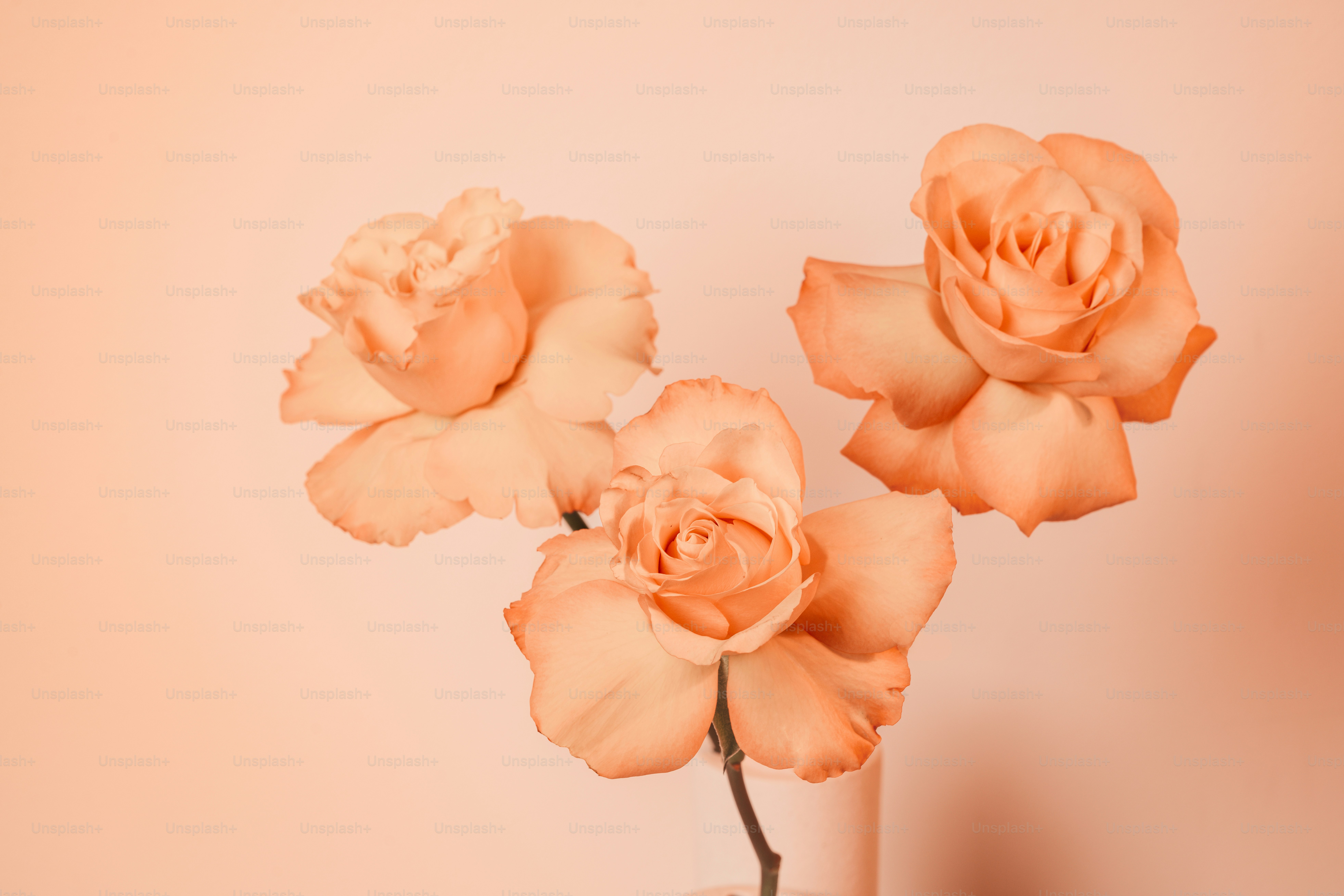 Three flowers in a vase on a table photo – Flower arrangement Image on ...