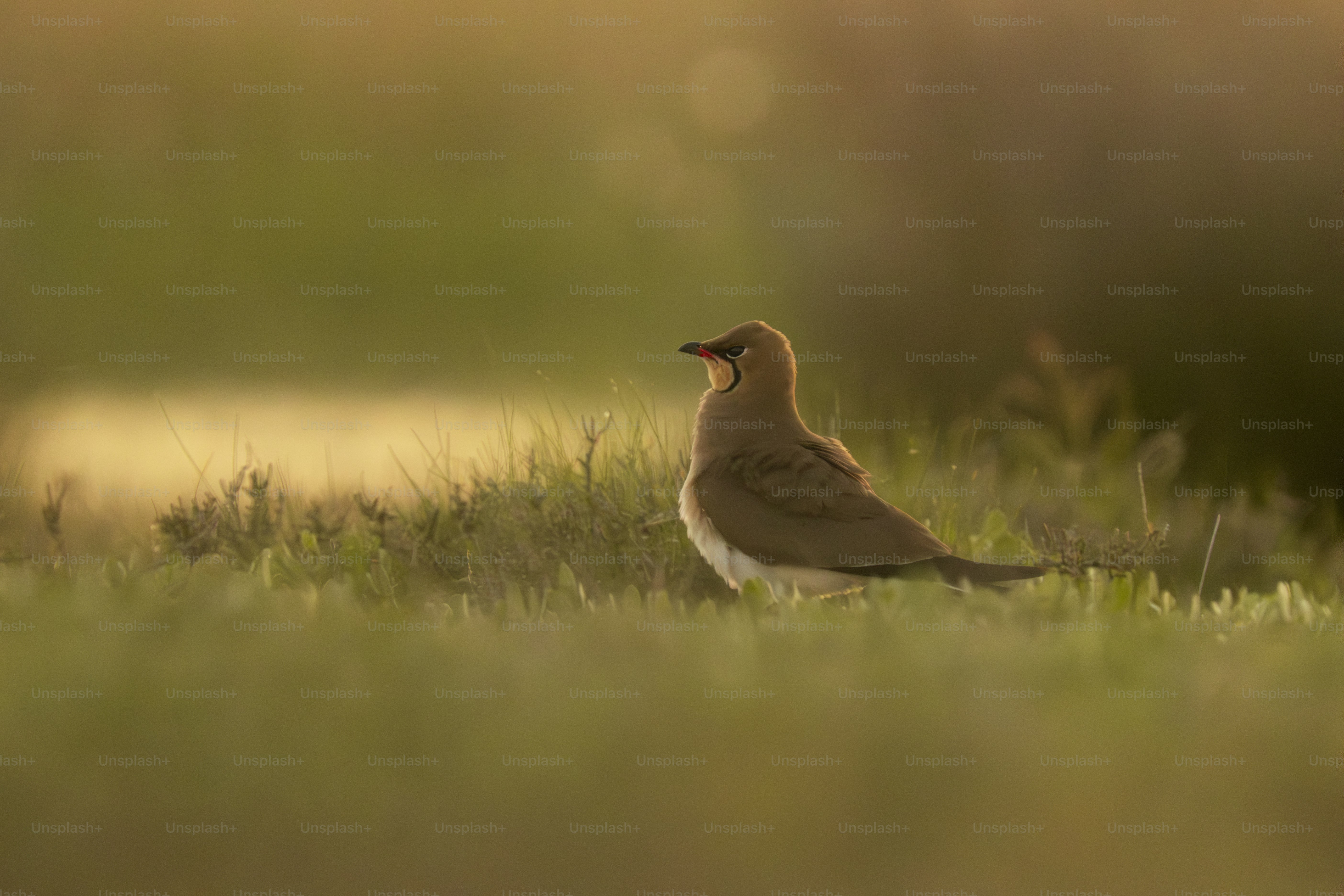 A small bird standing in a grassy field photo – Wildlife Image on Unsplash