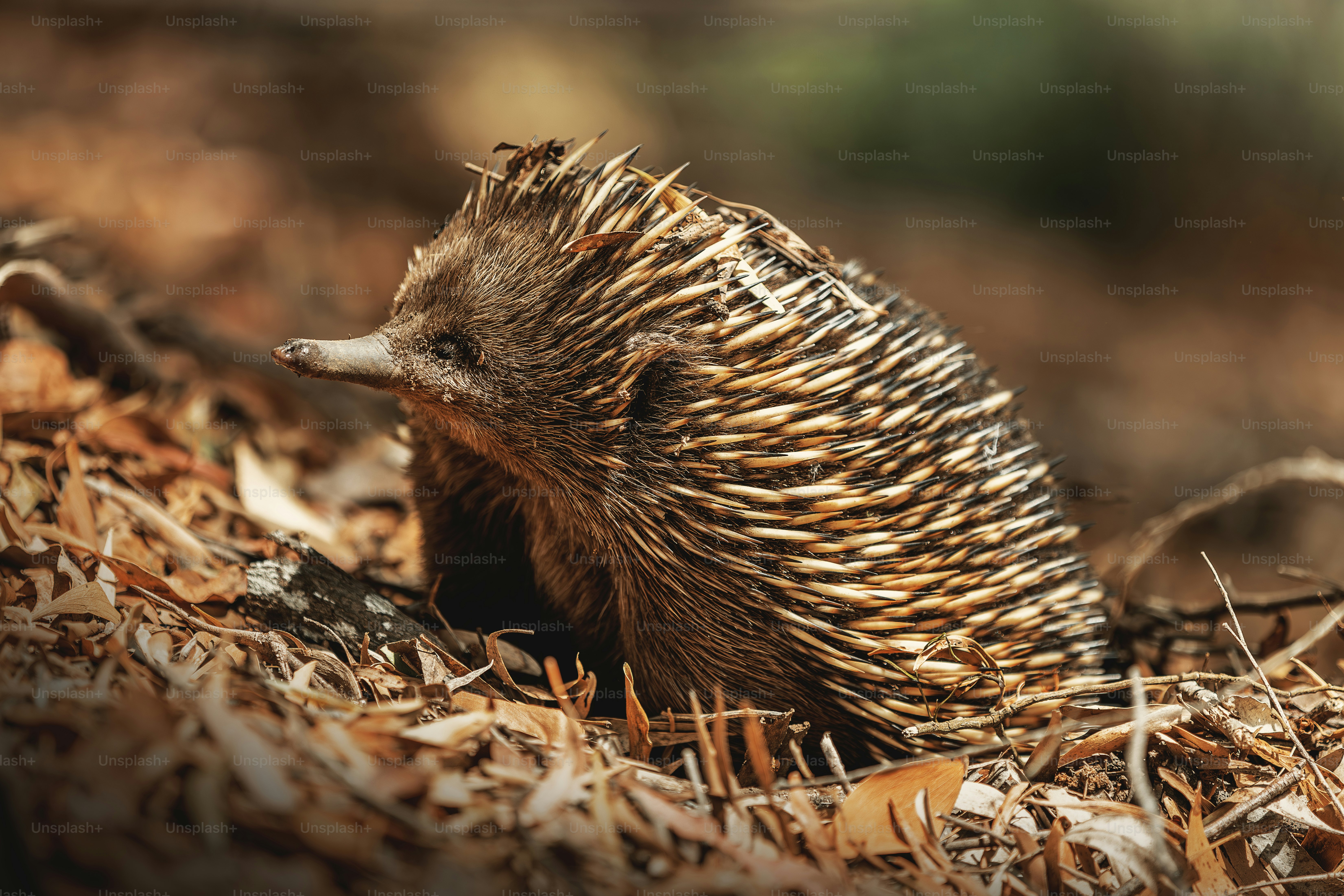 Bilder zum Thema IGEL | Kostenlose Bilder auf Unsplash herunterladen