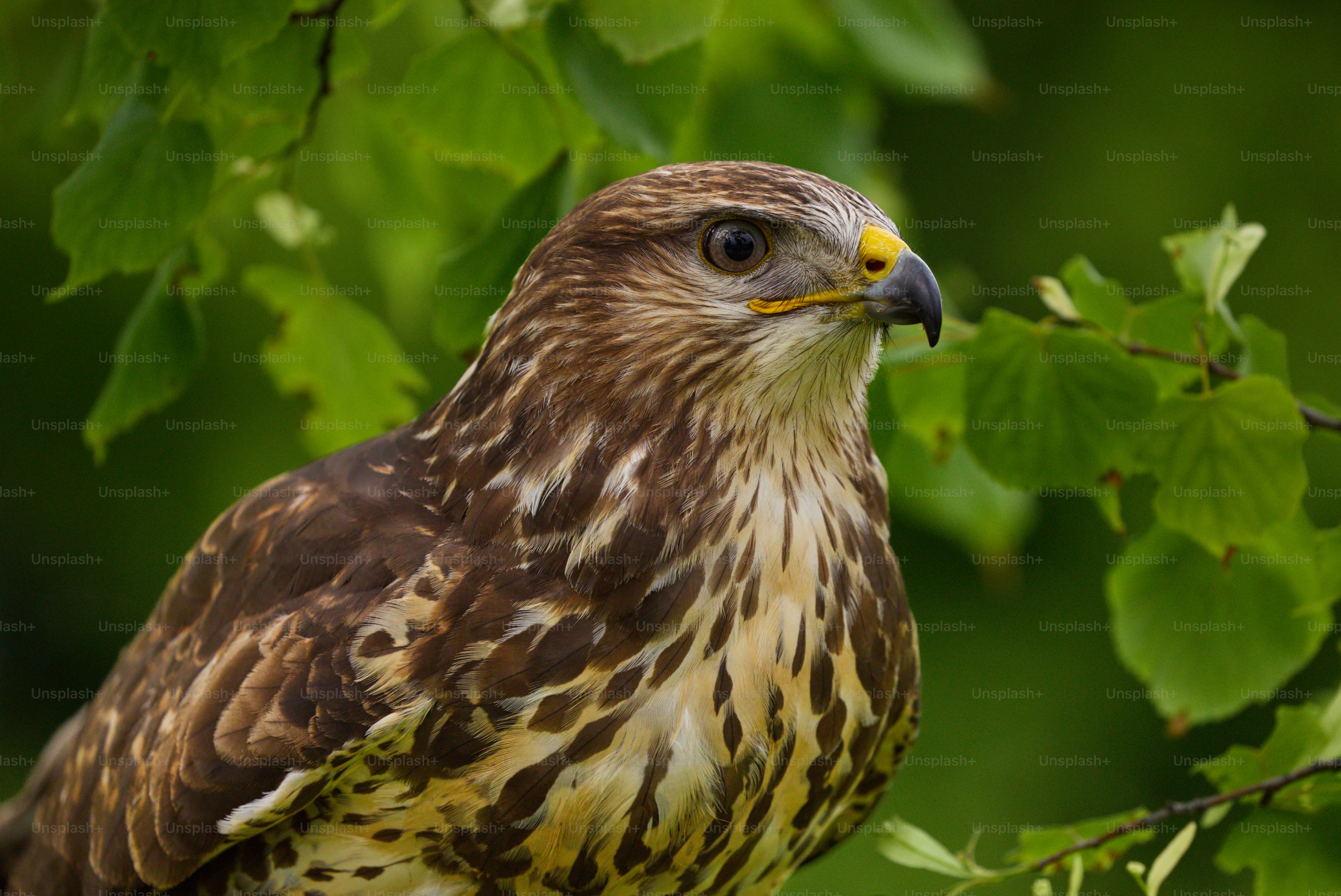 Un pájaro marrón y blanco posado en lo alto de la rama de un árbol foto ...