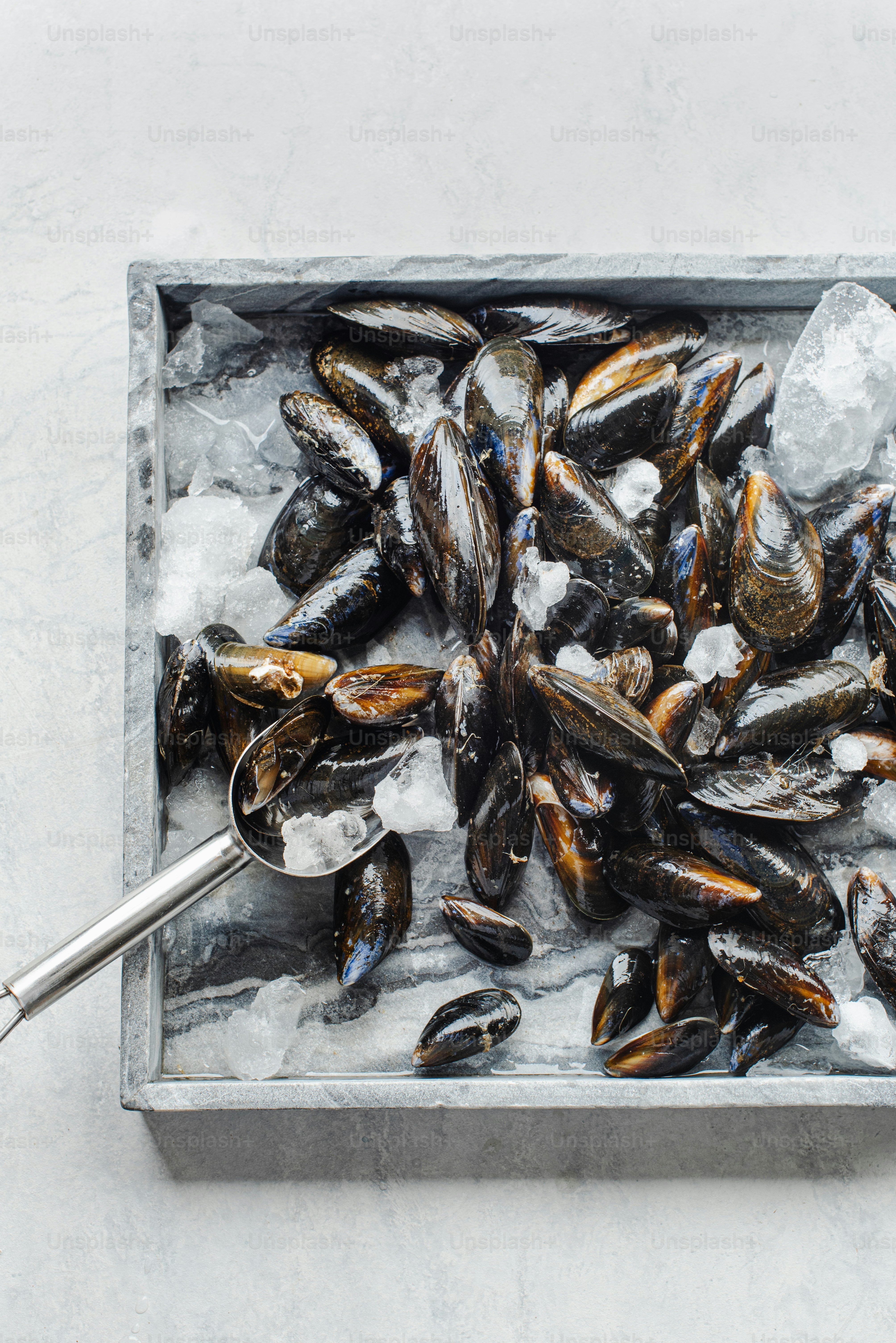 A metal tray filled with mussels and ice photo – Mussels Image on Unsplash