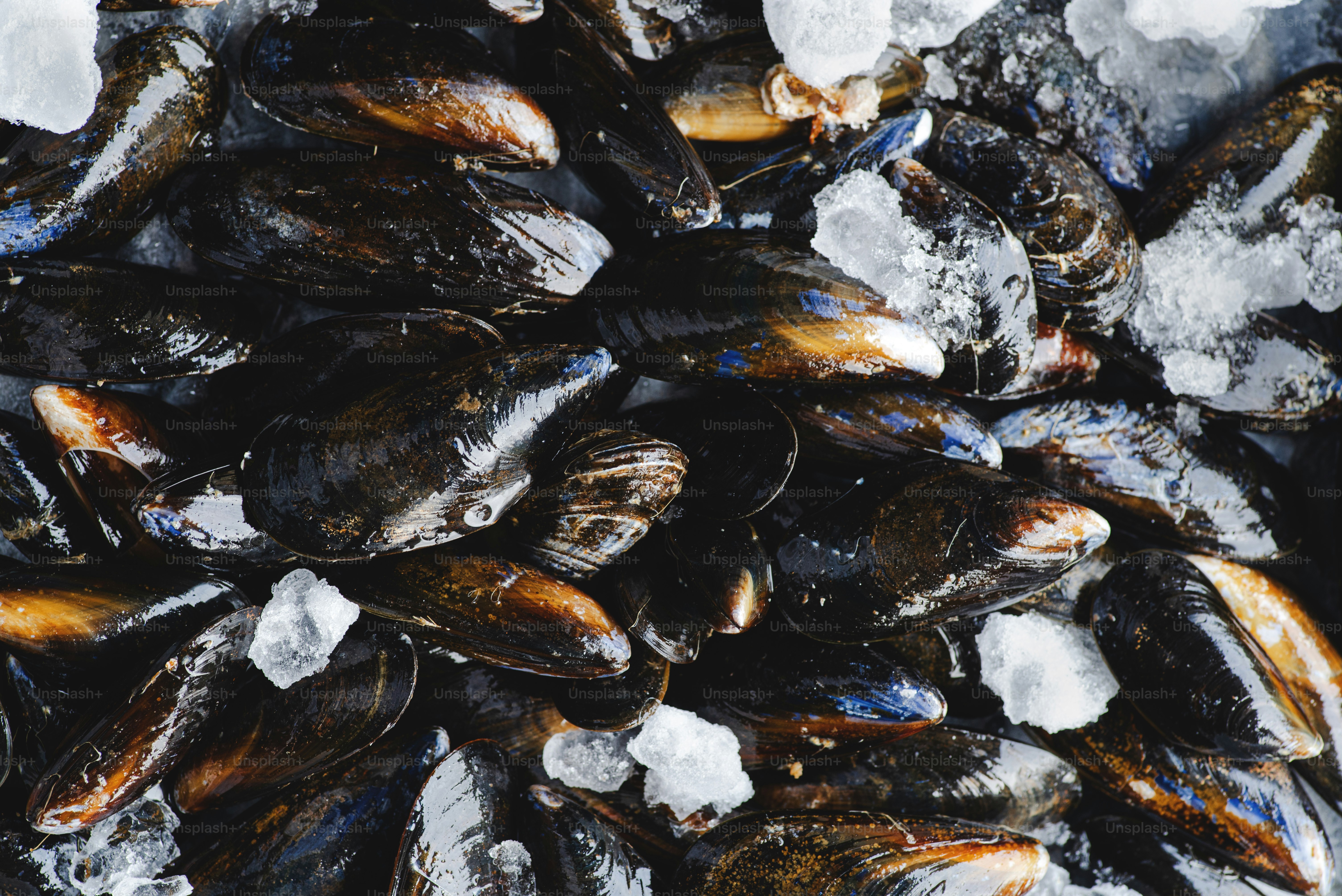 A pile of mussels sitting on top of ice photo – Mussels dish Image on ...