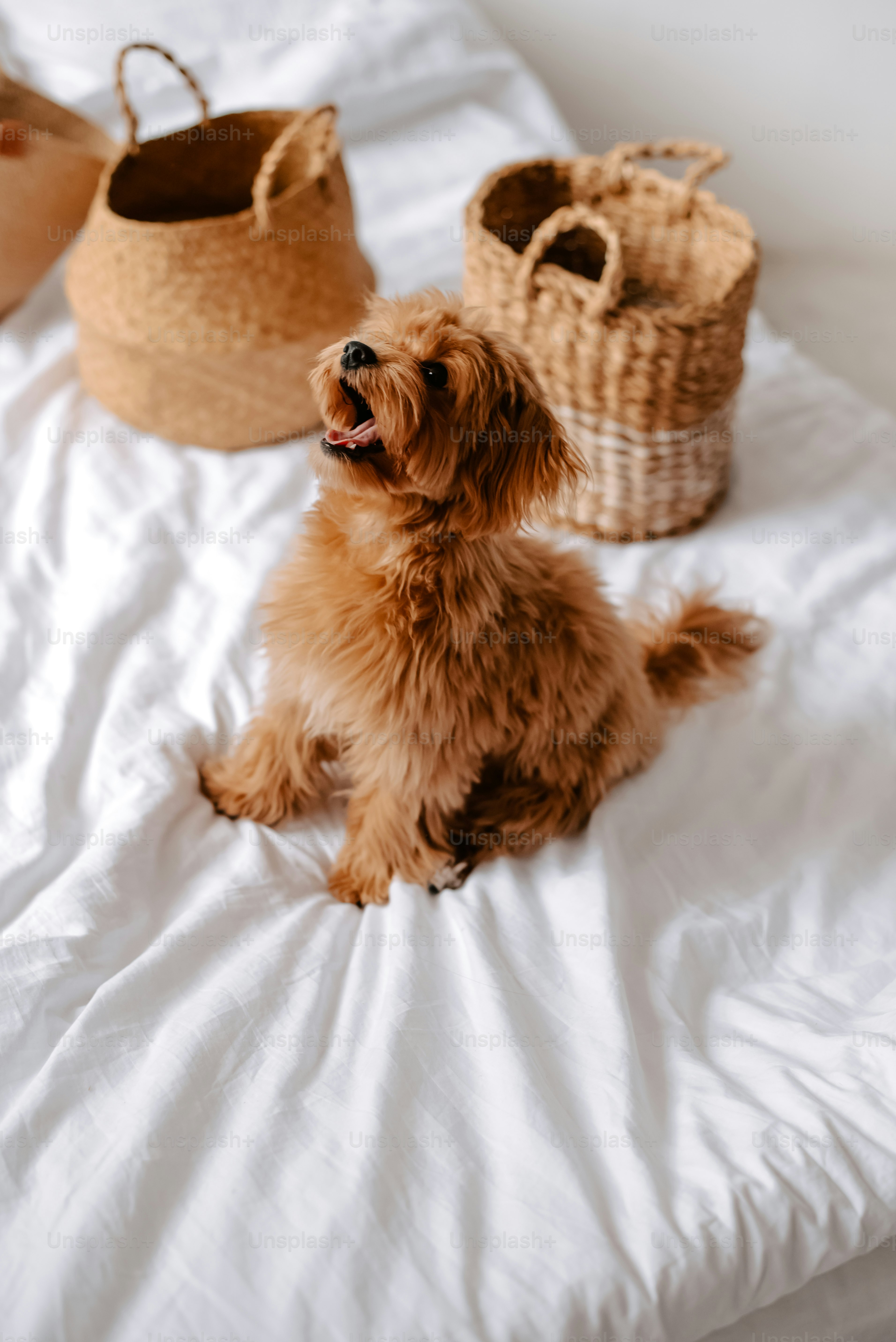 A small brown dog sitting on top of a white bed photo – Puppy dog Image ...
