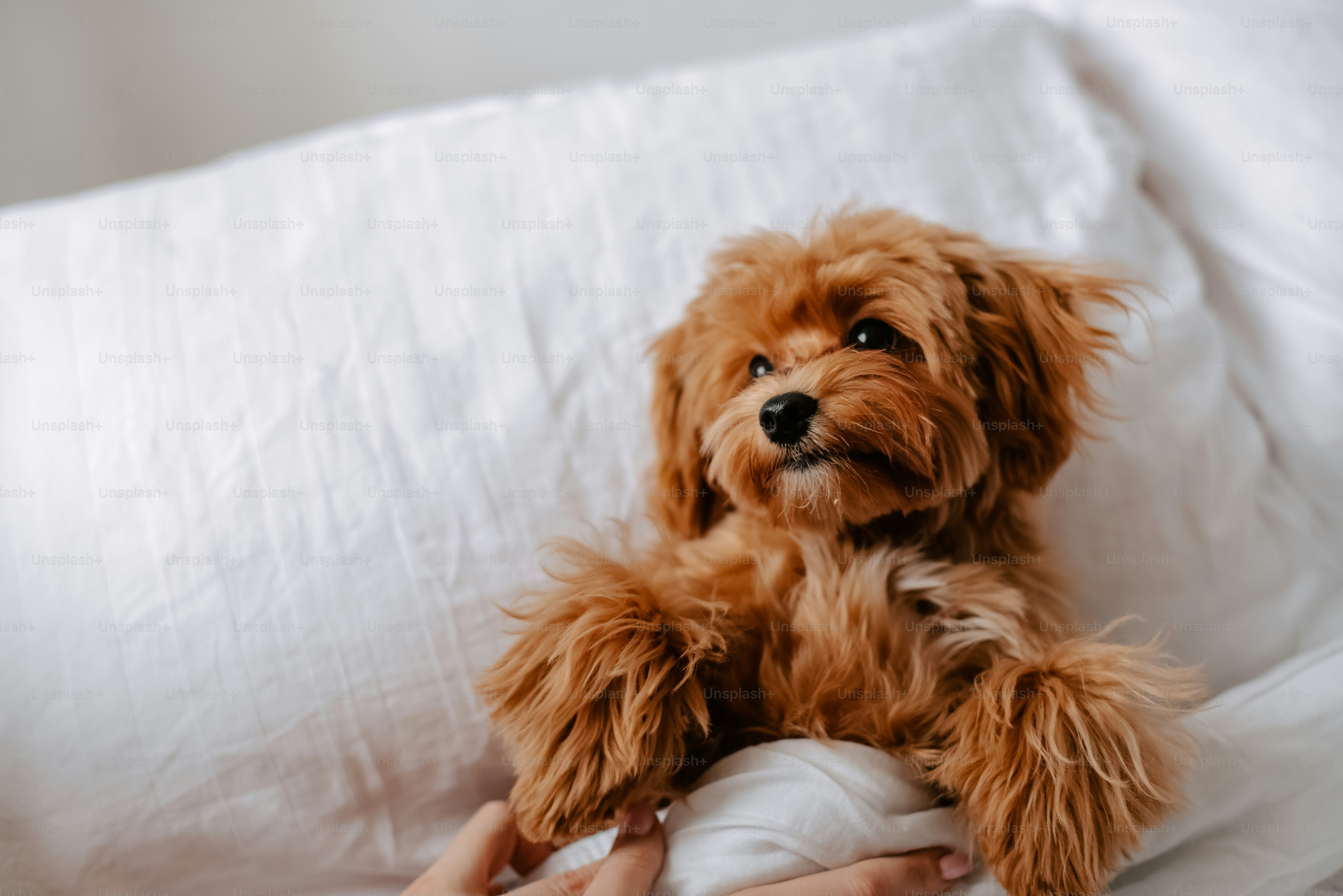 A small brown dog sitting in a basket photo – Puppy dog Image on Unsplash