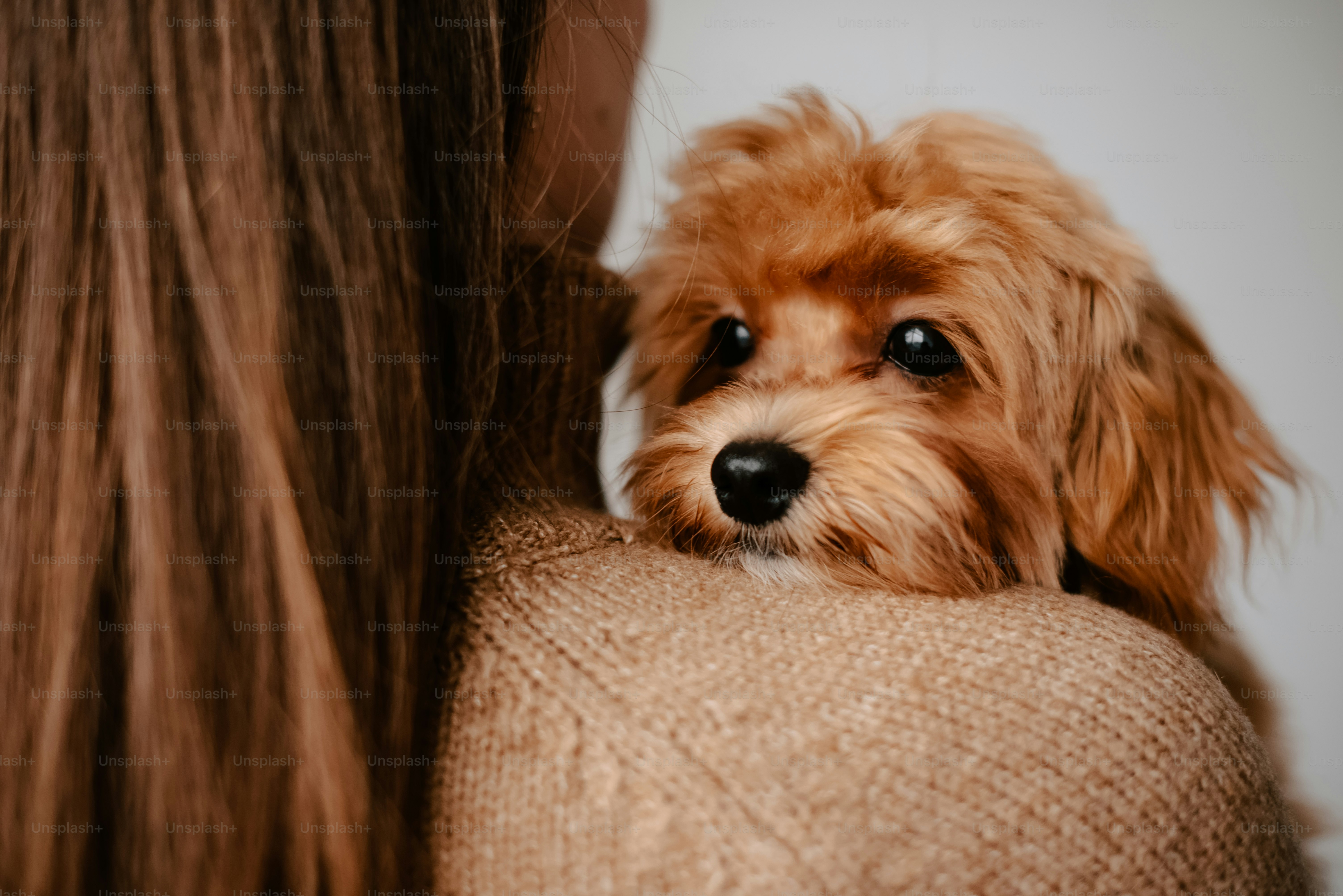 A small brown dog sitting on top of a table photo – Dog Image on Unsplash
