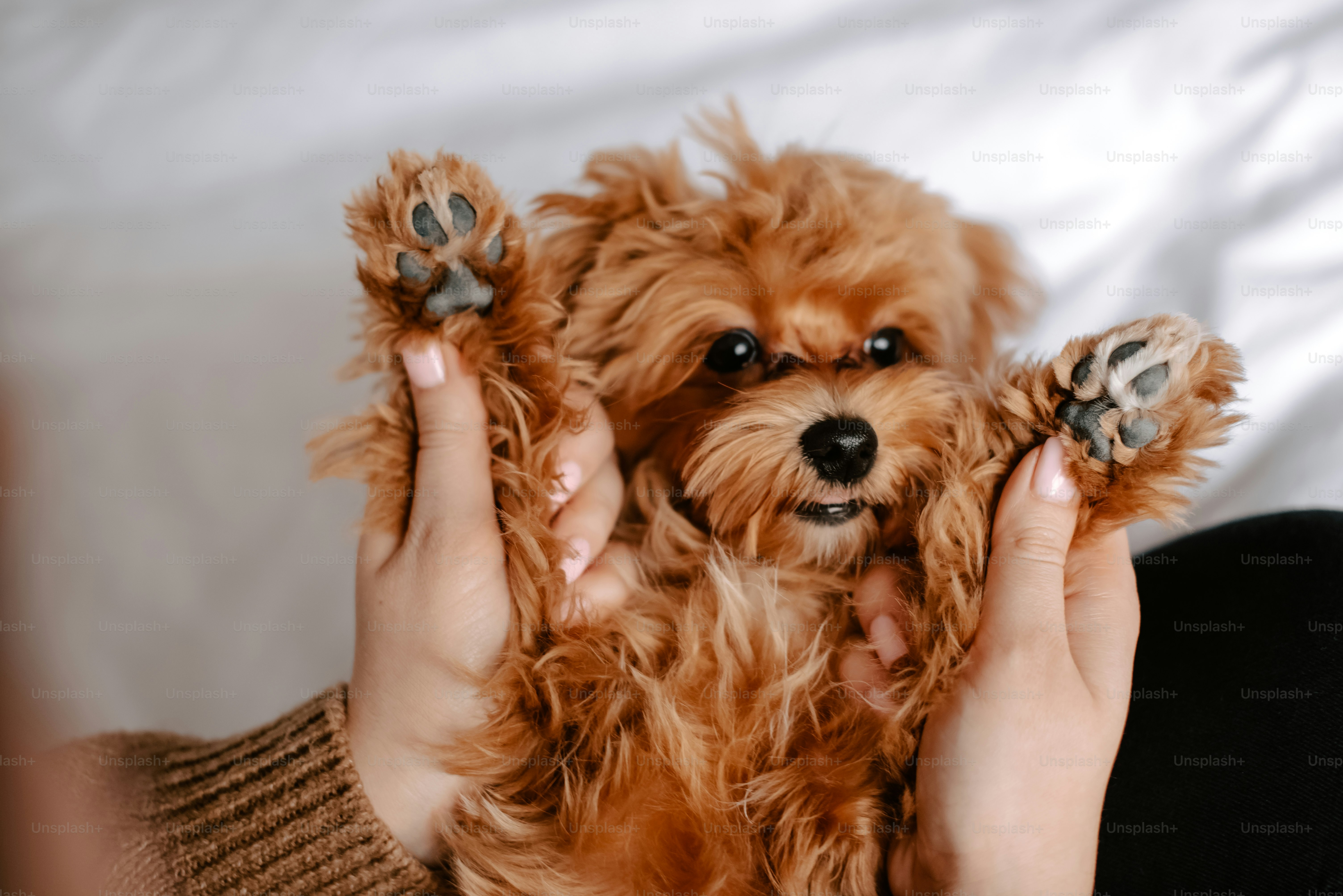 A person holding a small dog in their hands photo – Dog Image on Unsplash