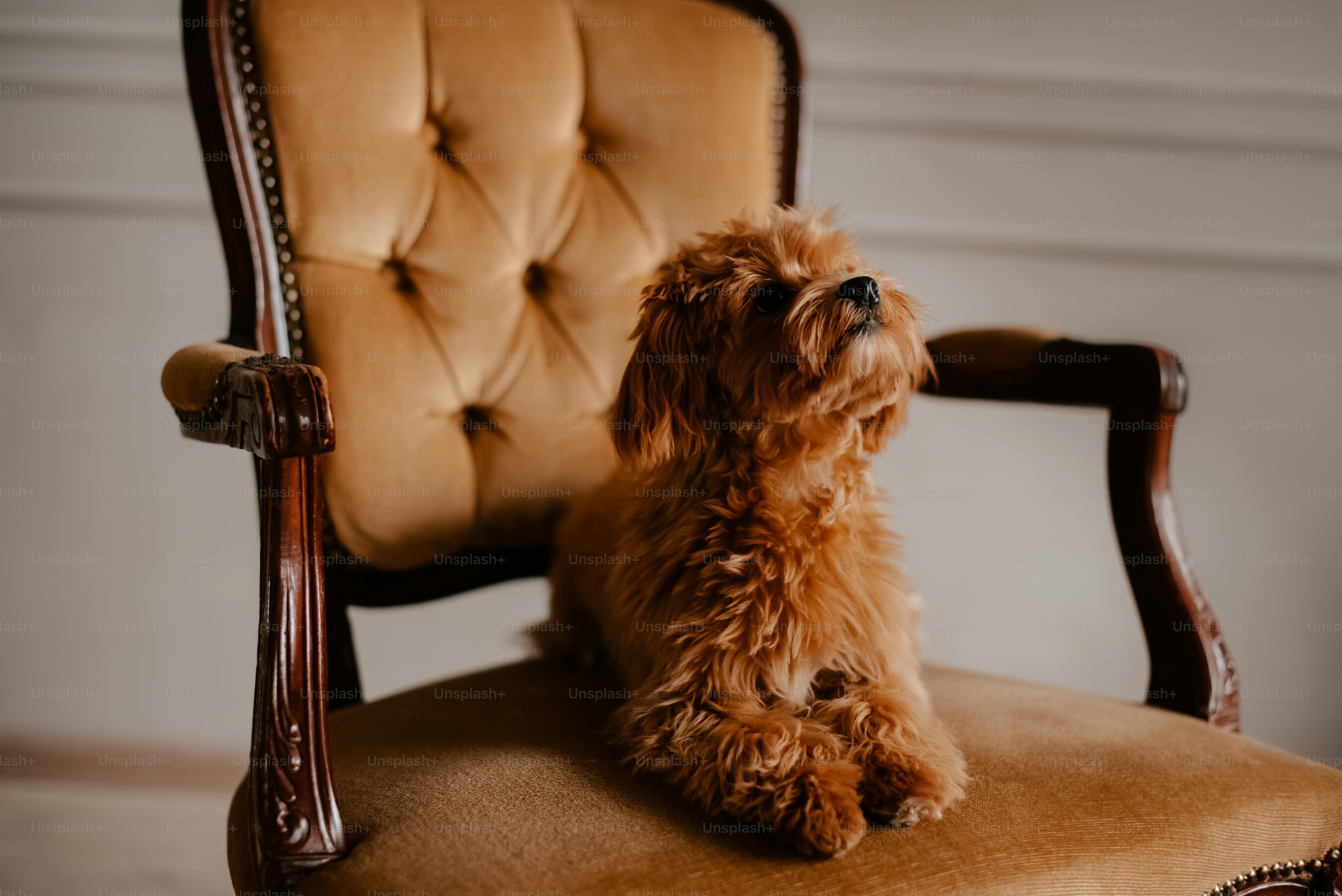 A small brown dog laying on top of a bed photo – Puppy dog Image on ...