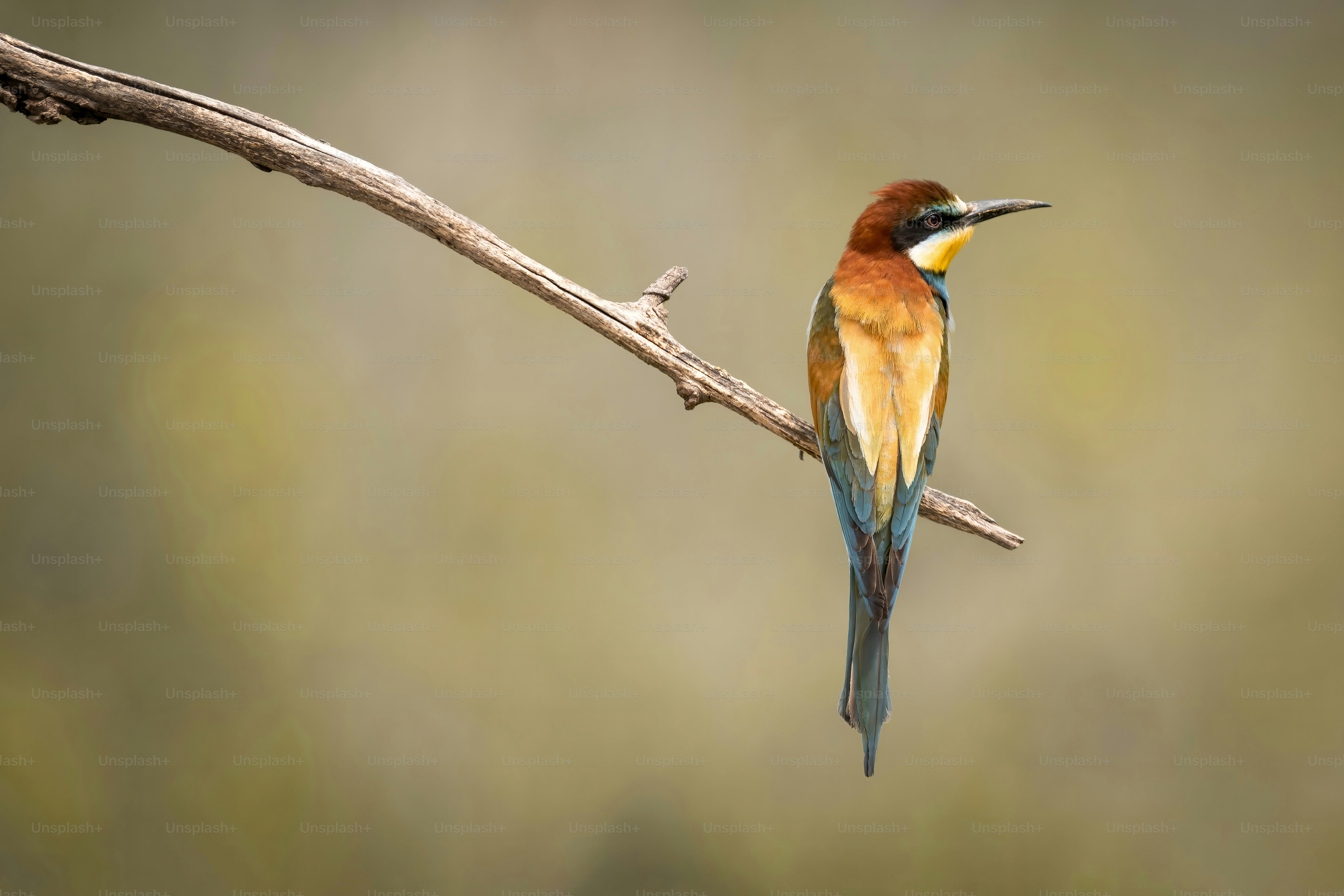 A small colorful bird perched on a branch photo – Bee eater Image on ...