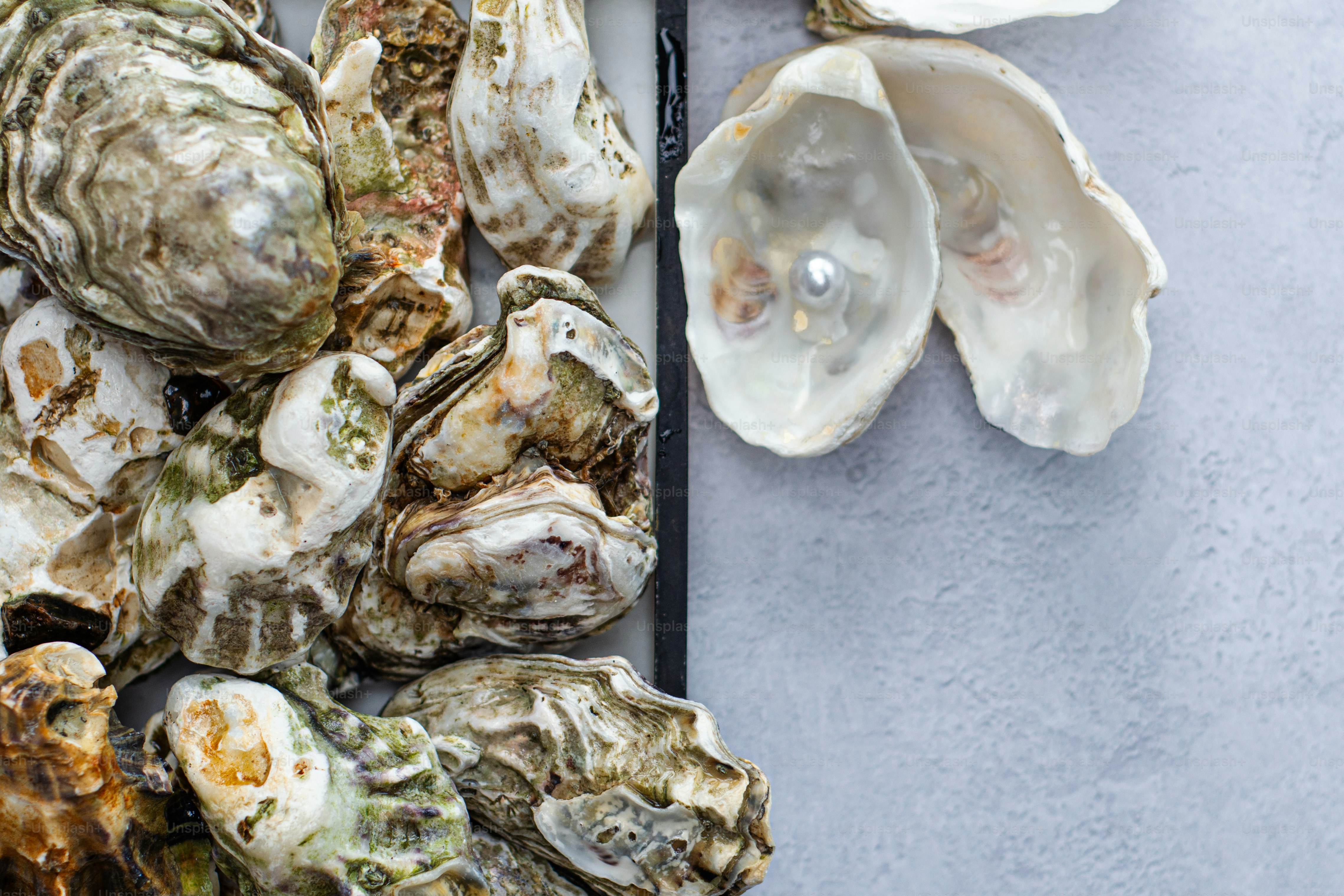 A bunch of oysters sitting on top of a table photo – Shell fish Image ...