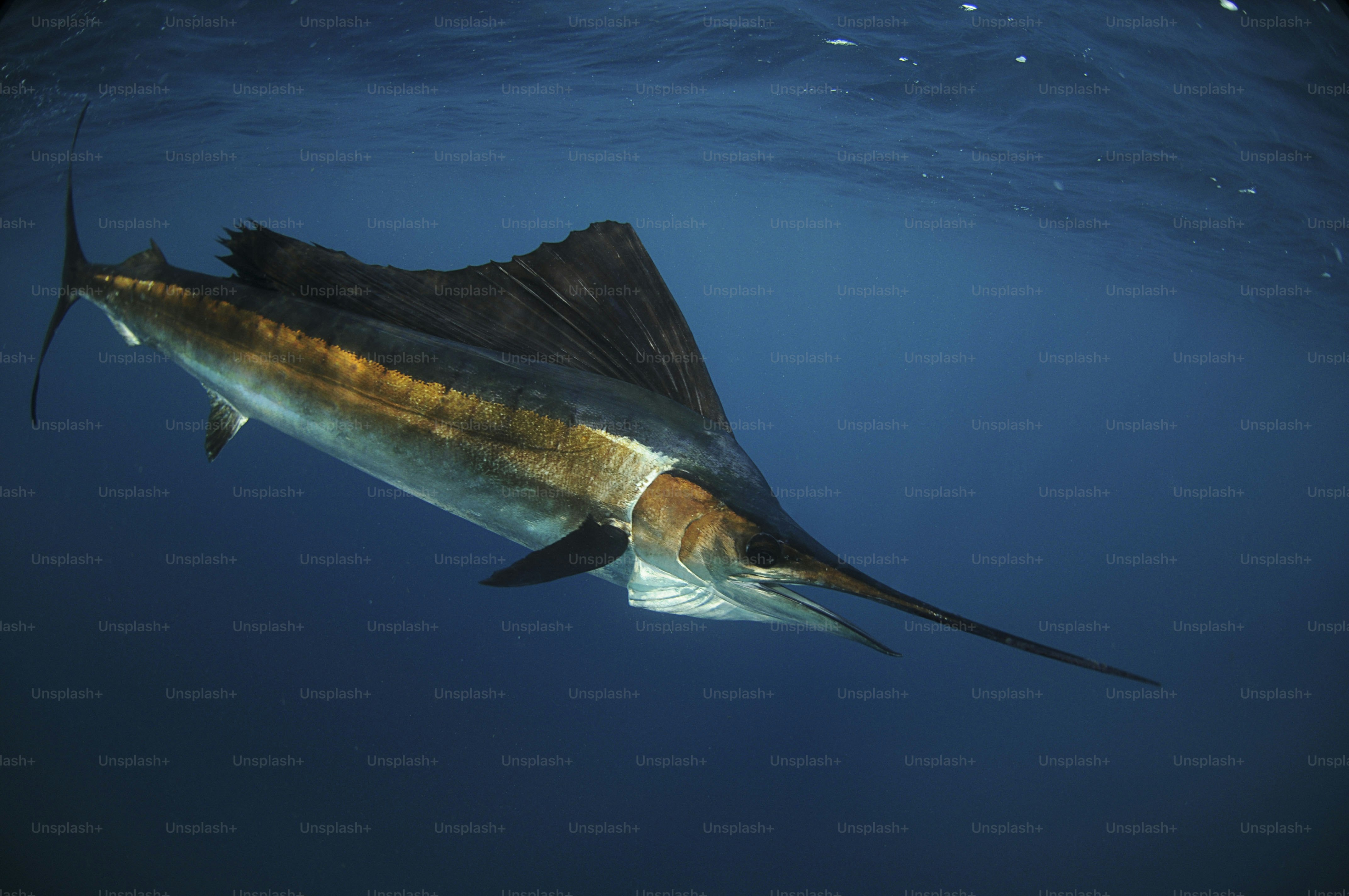 Un poisson qui nage dans l’eau photo – Image de Poisson sur Unsplash