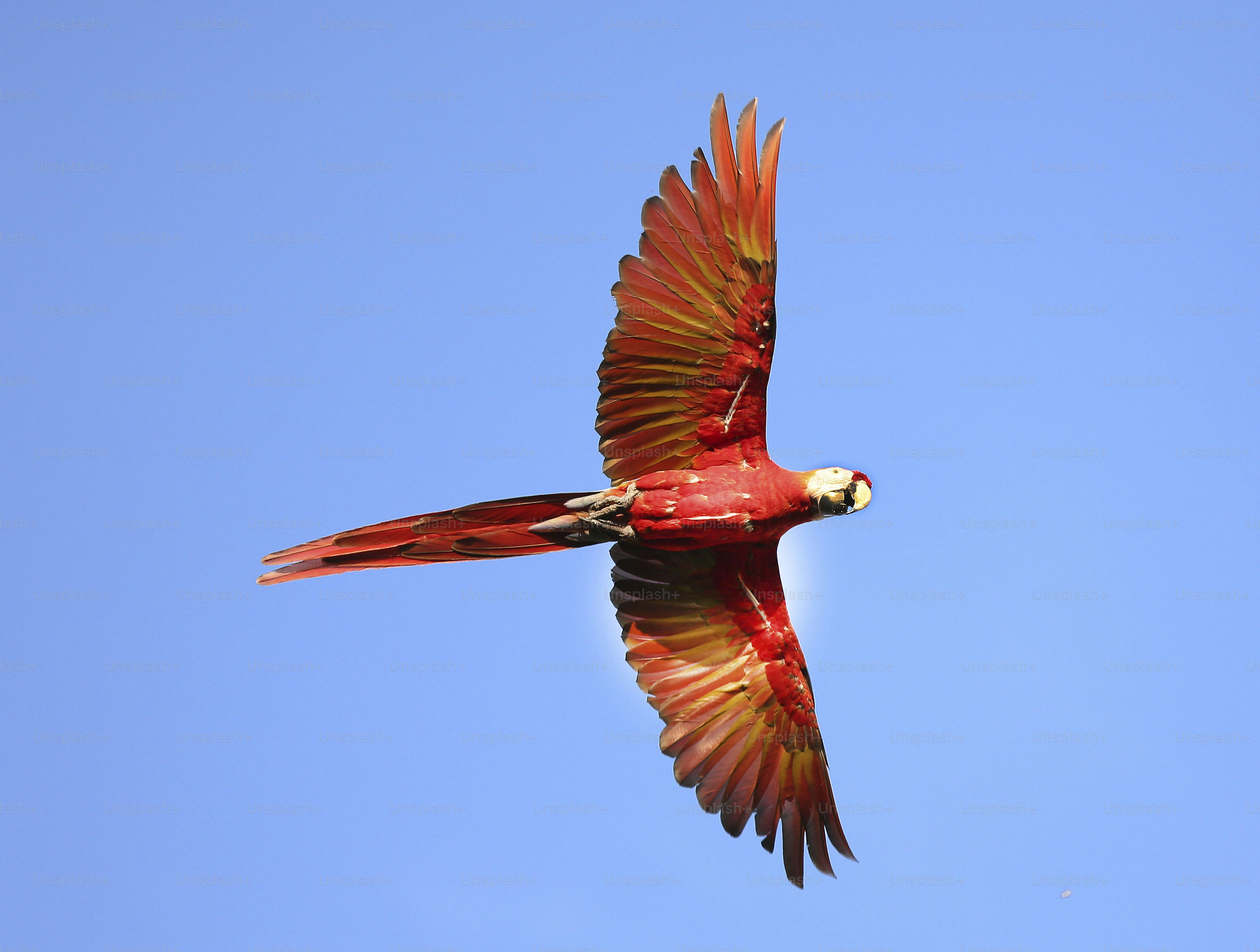 Parrot Flying Pictures | Download Free Images on Unsplash