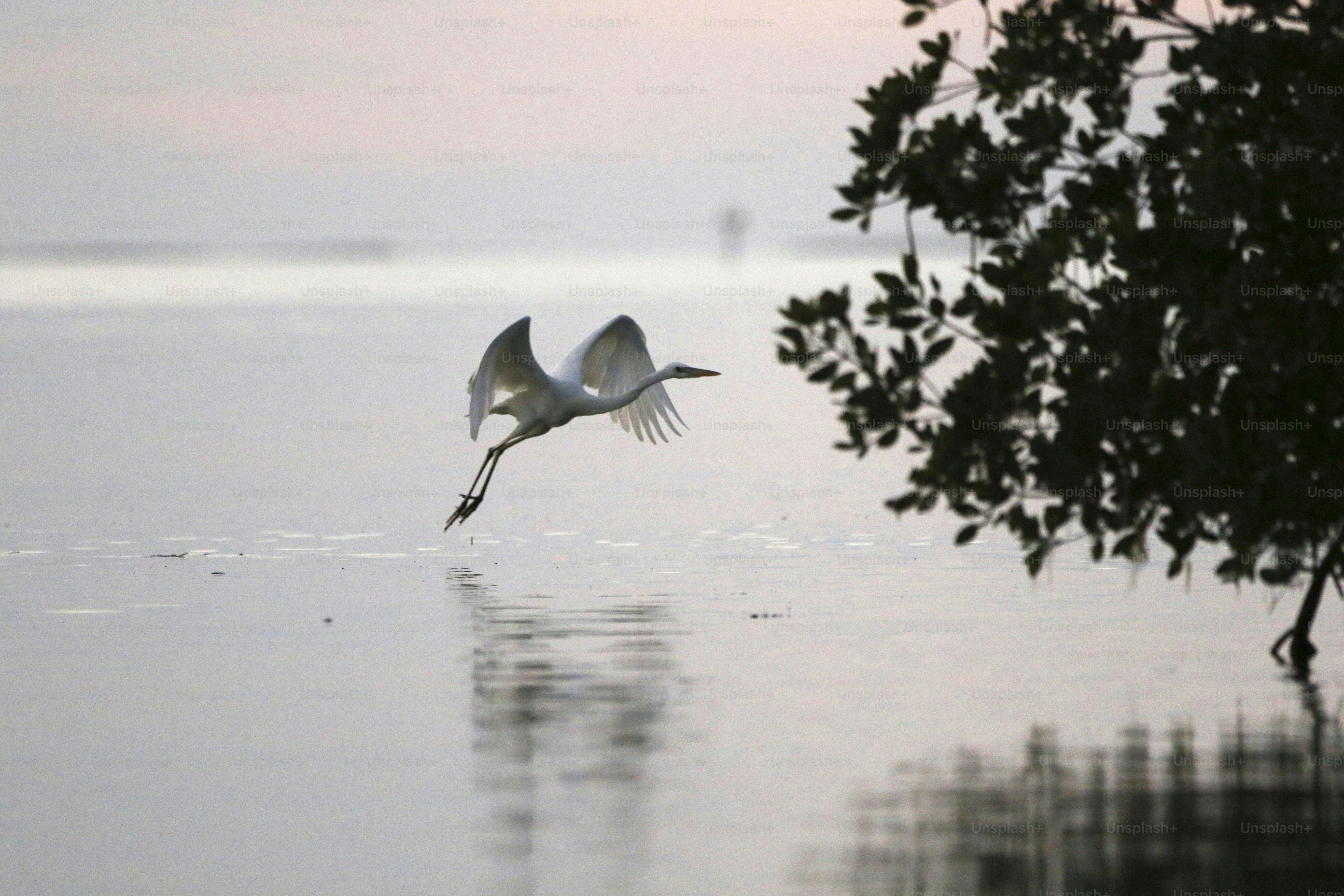A white bird takes flight over calm water at dusk. photo – Animal Image ...