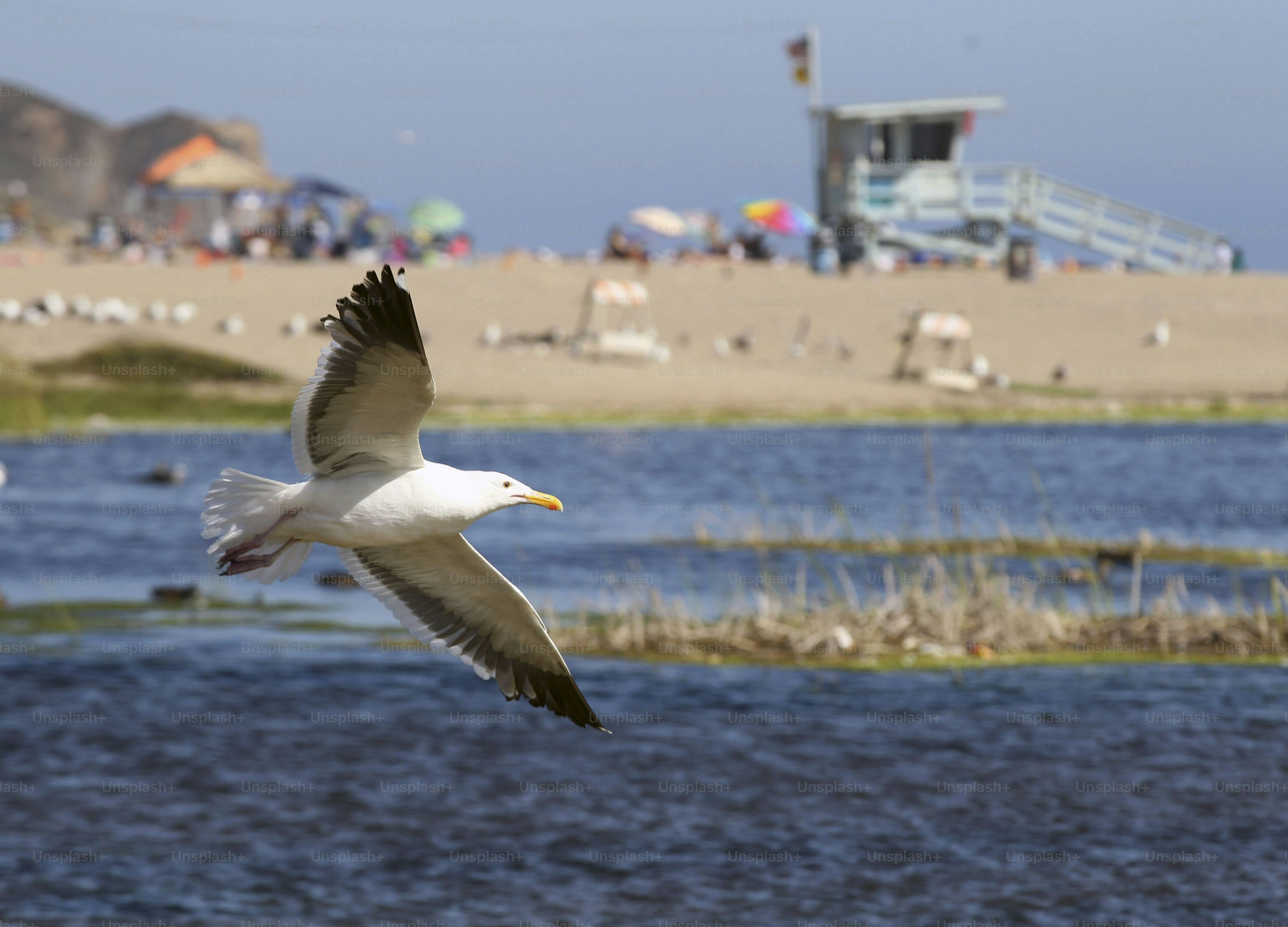 A seagull flying over a body of water photo – Beach Image on Unsplash