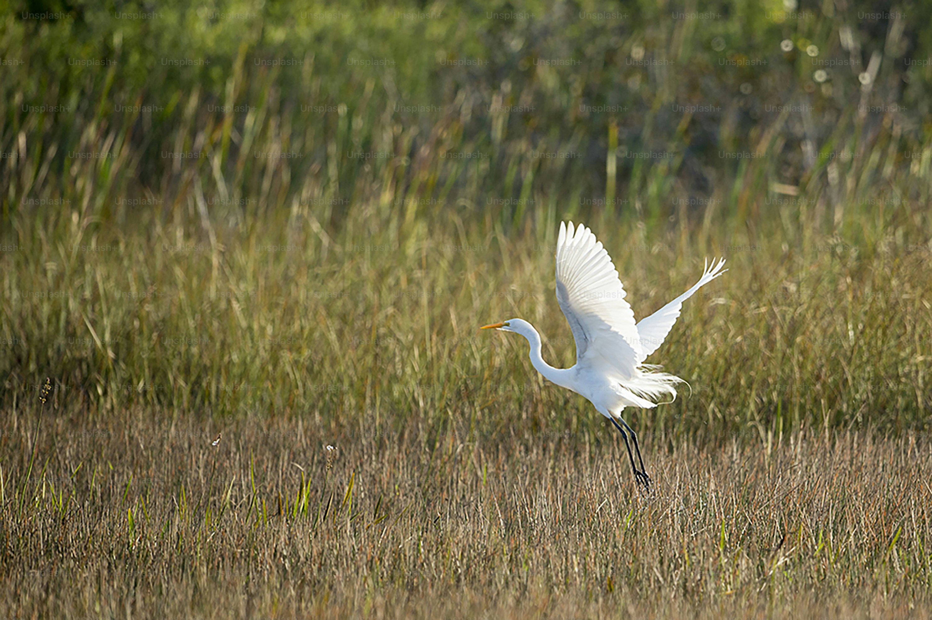 A white bird flying over a dry grass field photo – Everglades national ...