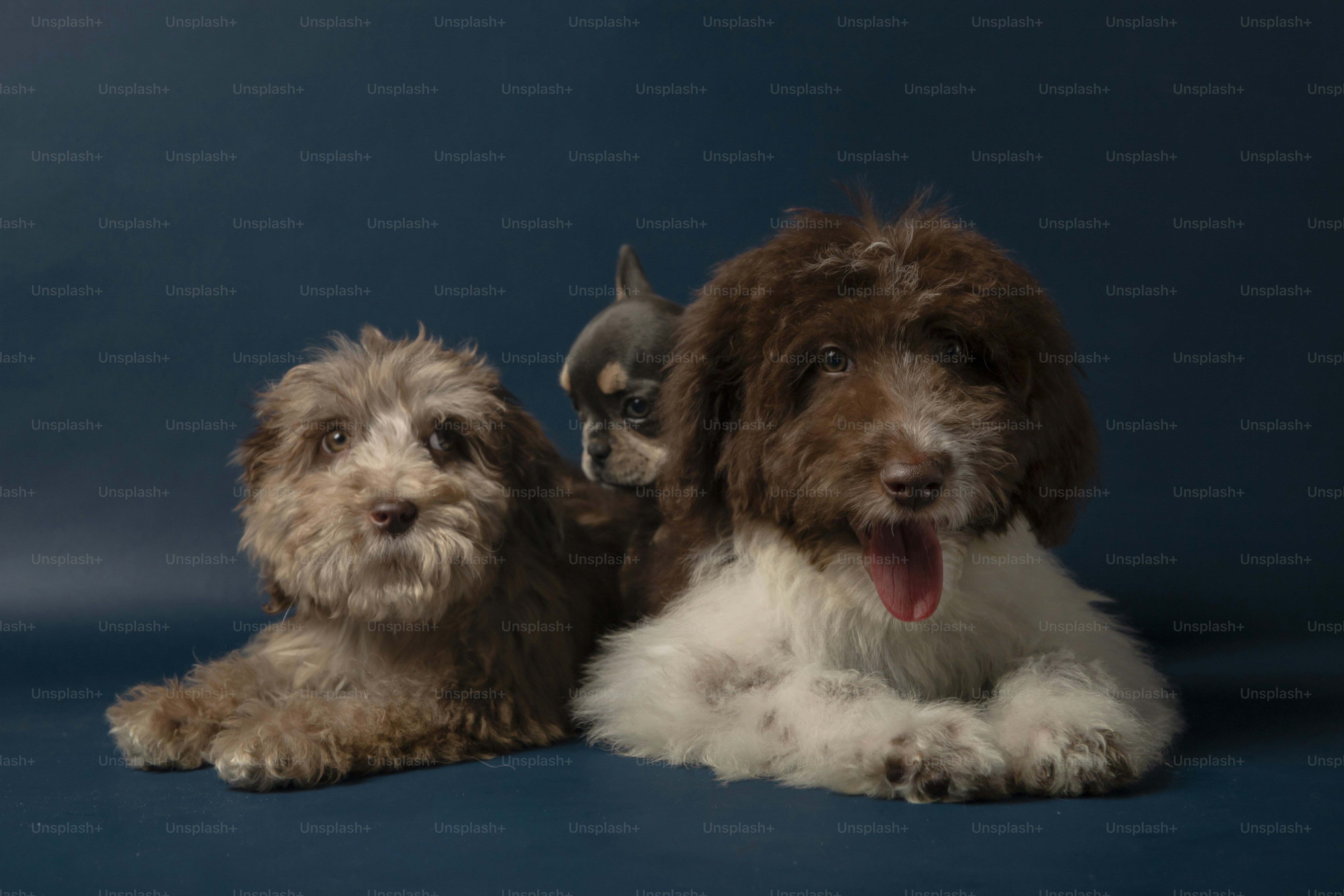 A couple of dogs sitting next to each other photo – Terrier Image on ...