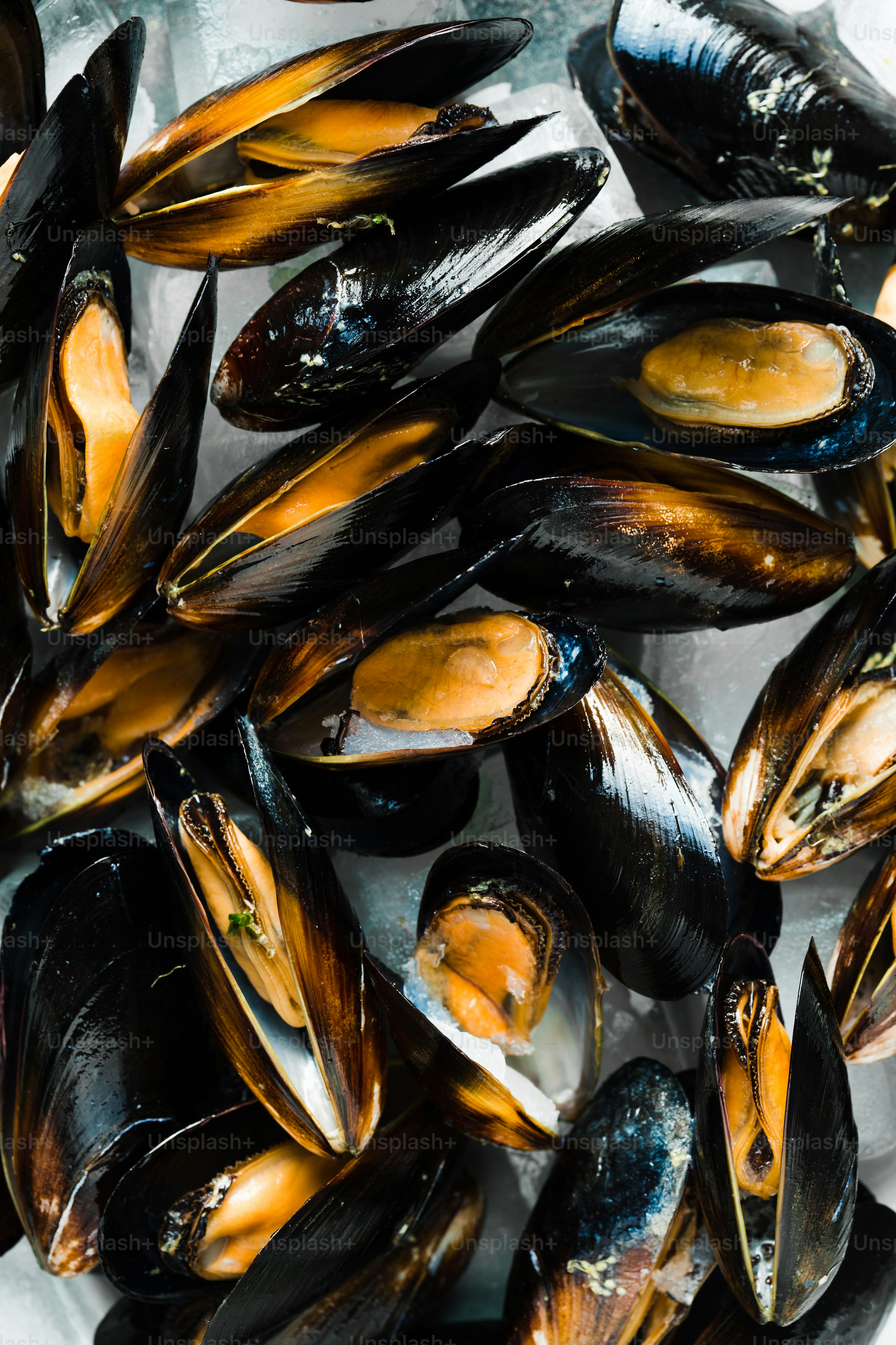 Mussels Pictures | Download Free Images on Unsplash