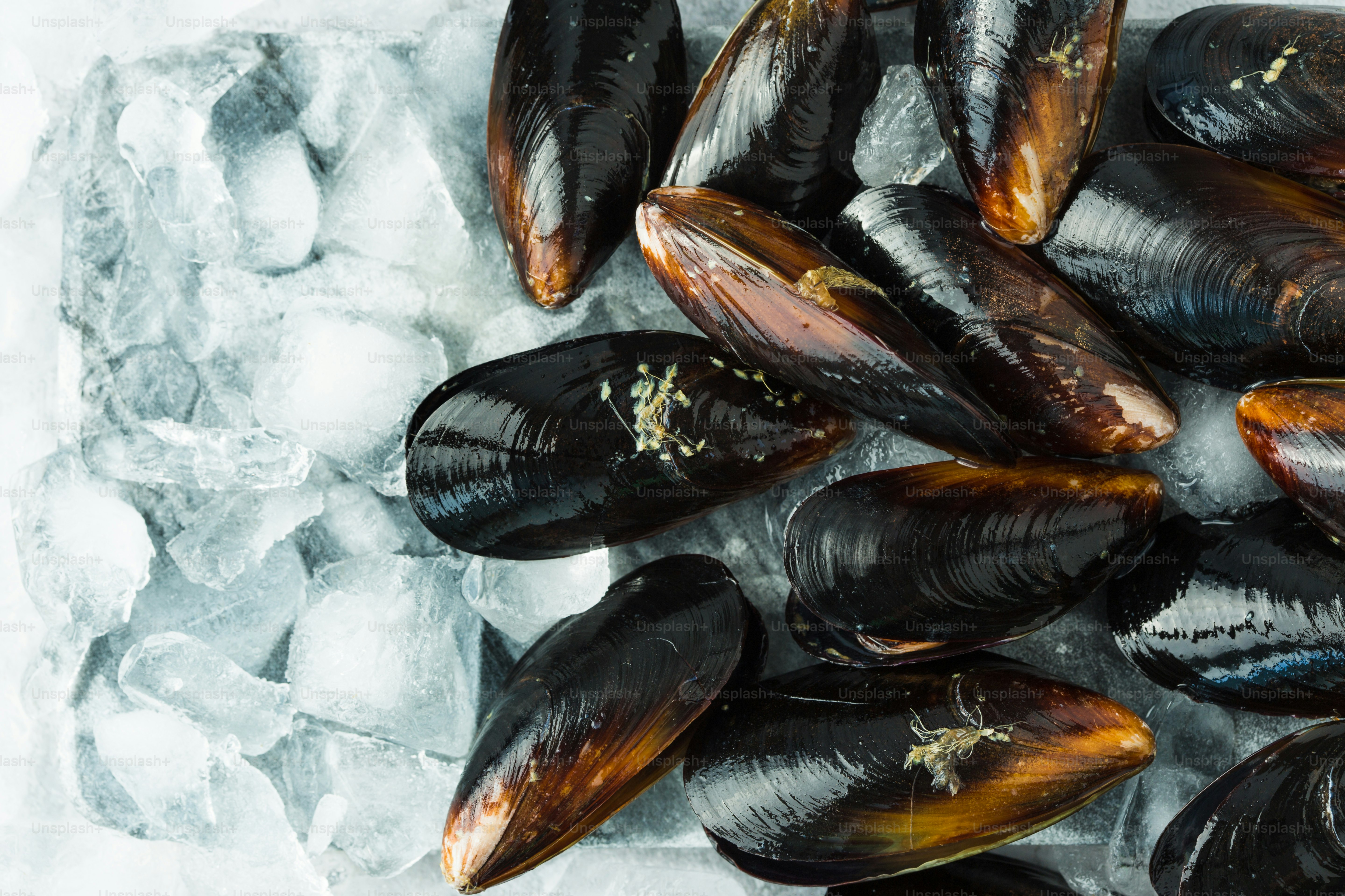 A bunch of mussels that are on some ice photo – Seafood Image on Unsplash
