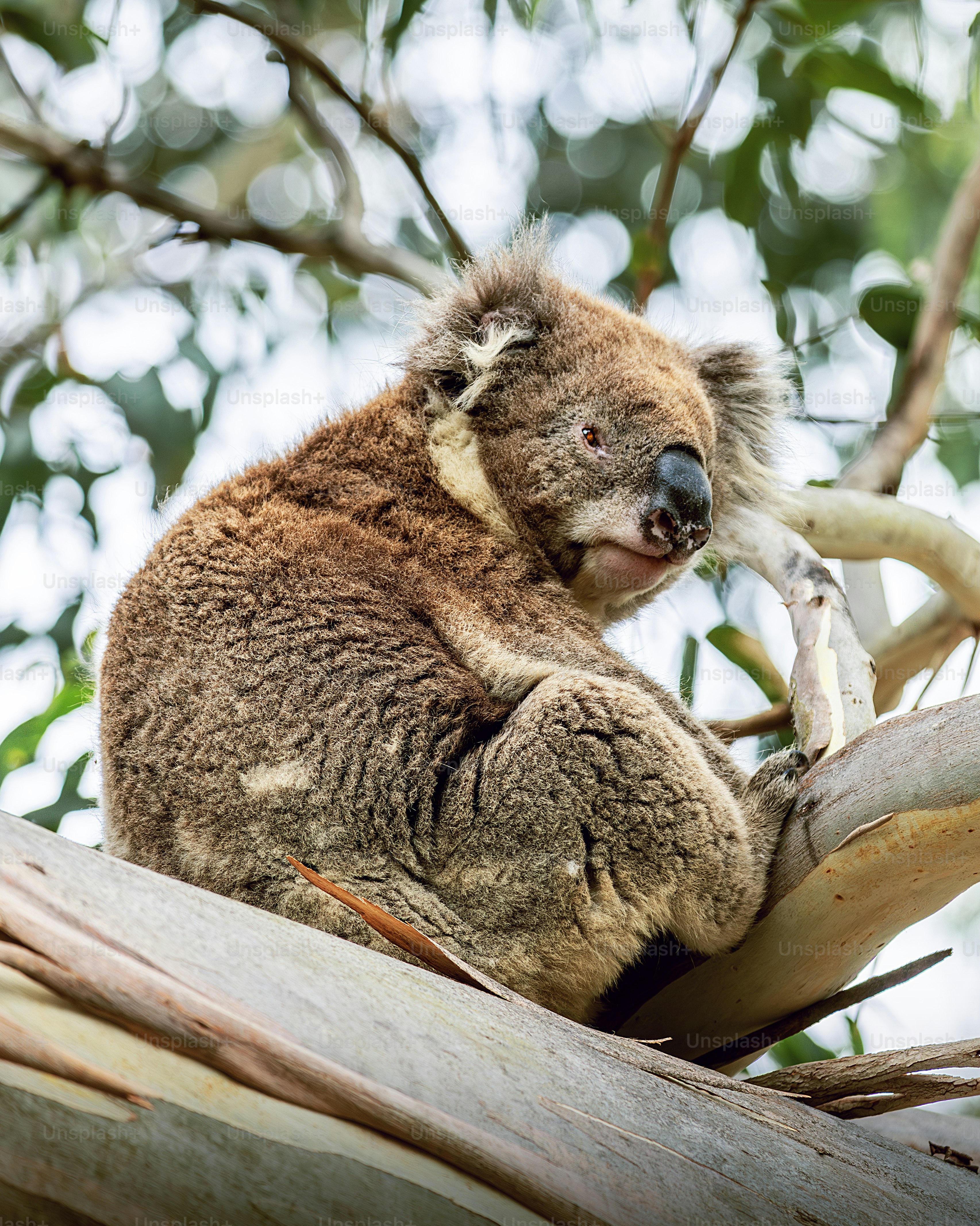 30k+ Koala Bear Pictures | Download Free Images on Unsplash