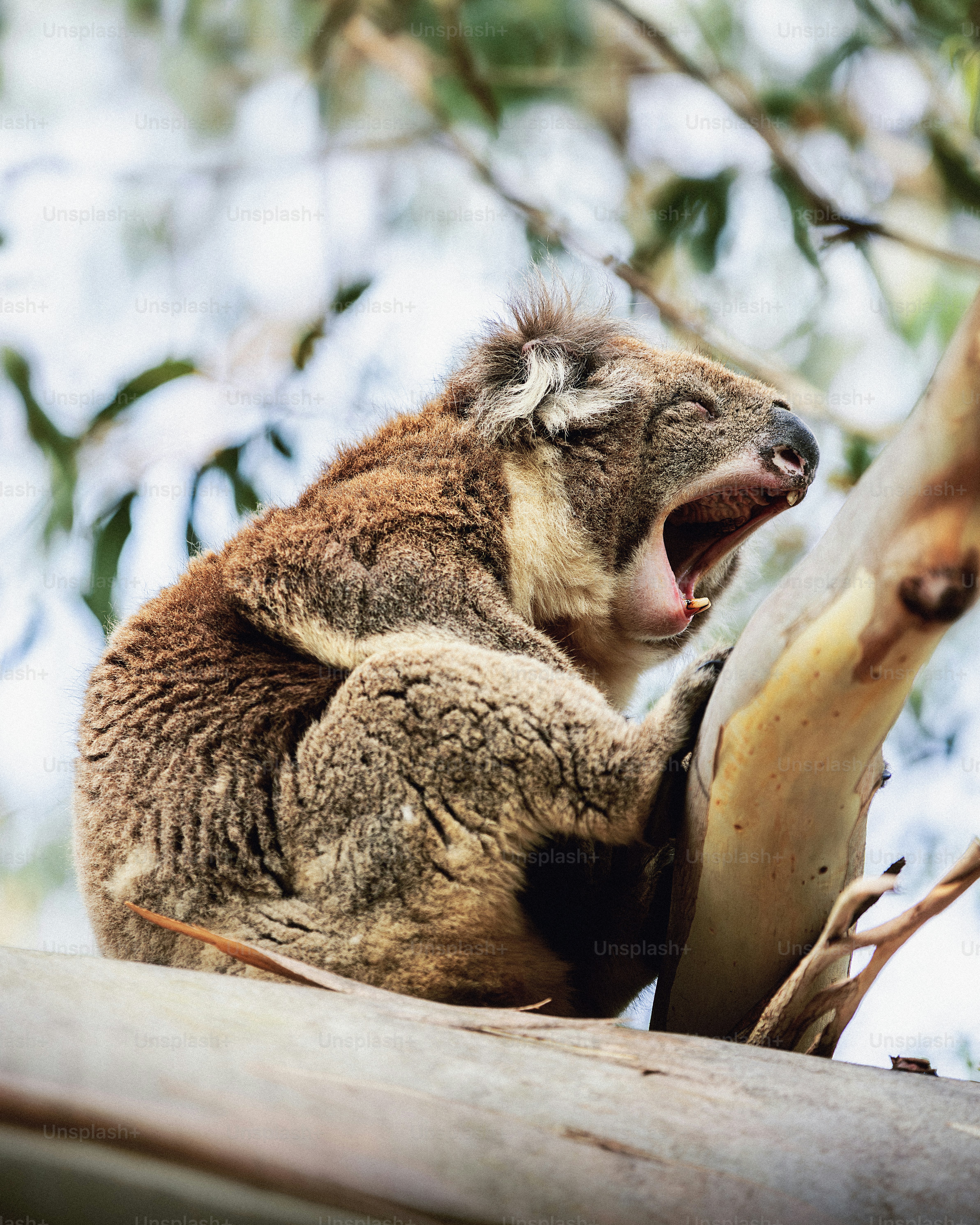 A koala yawning while sitting on a tree branch photo – Australia Image ...
