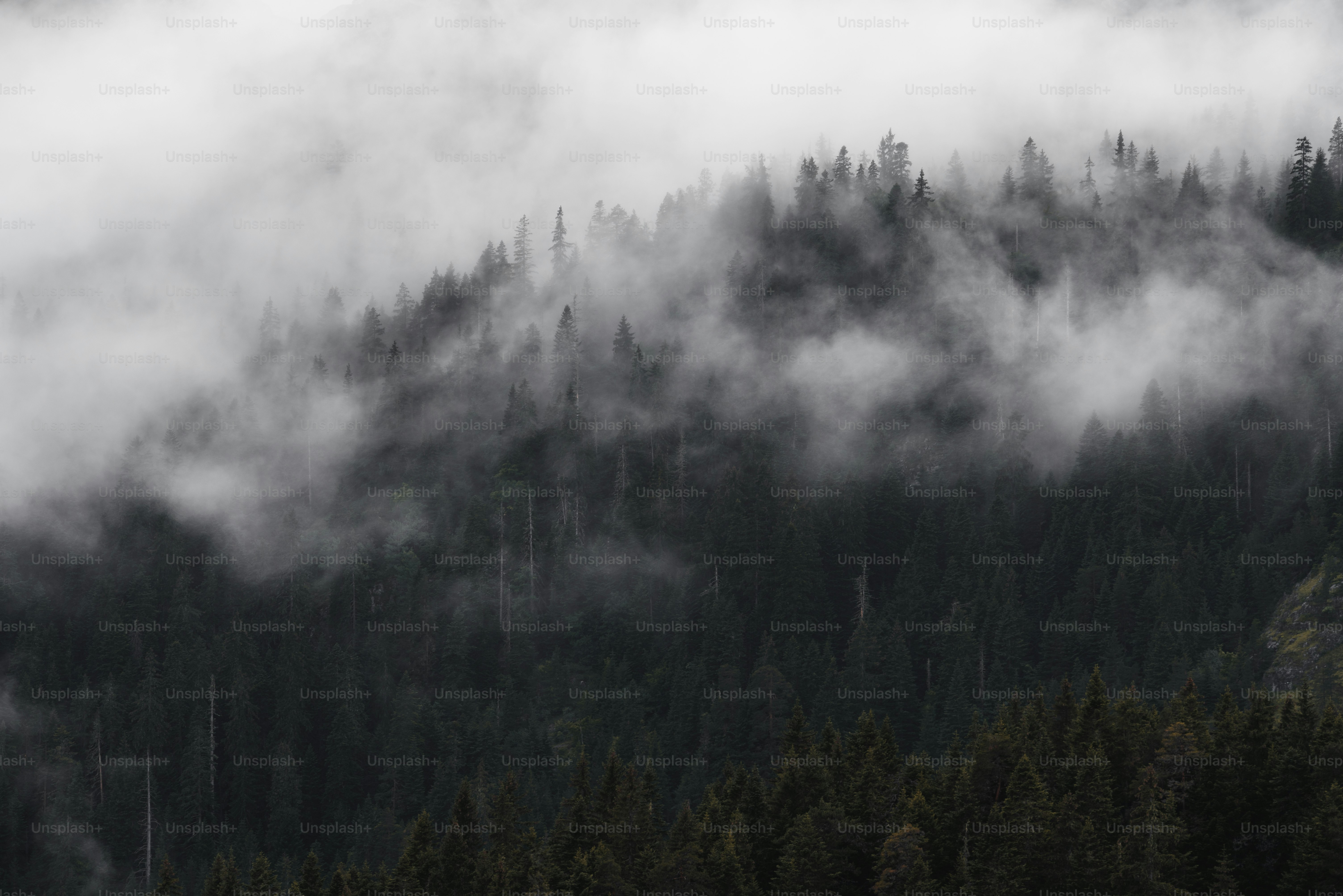 Grey Nature Pictures | Download Free Images on Unsplash