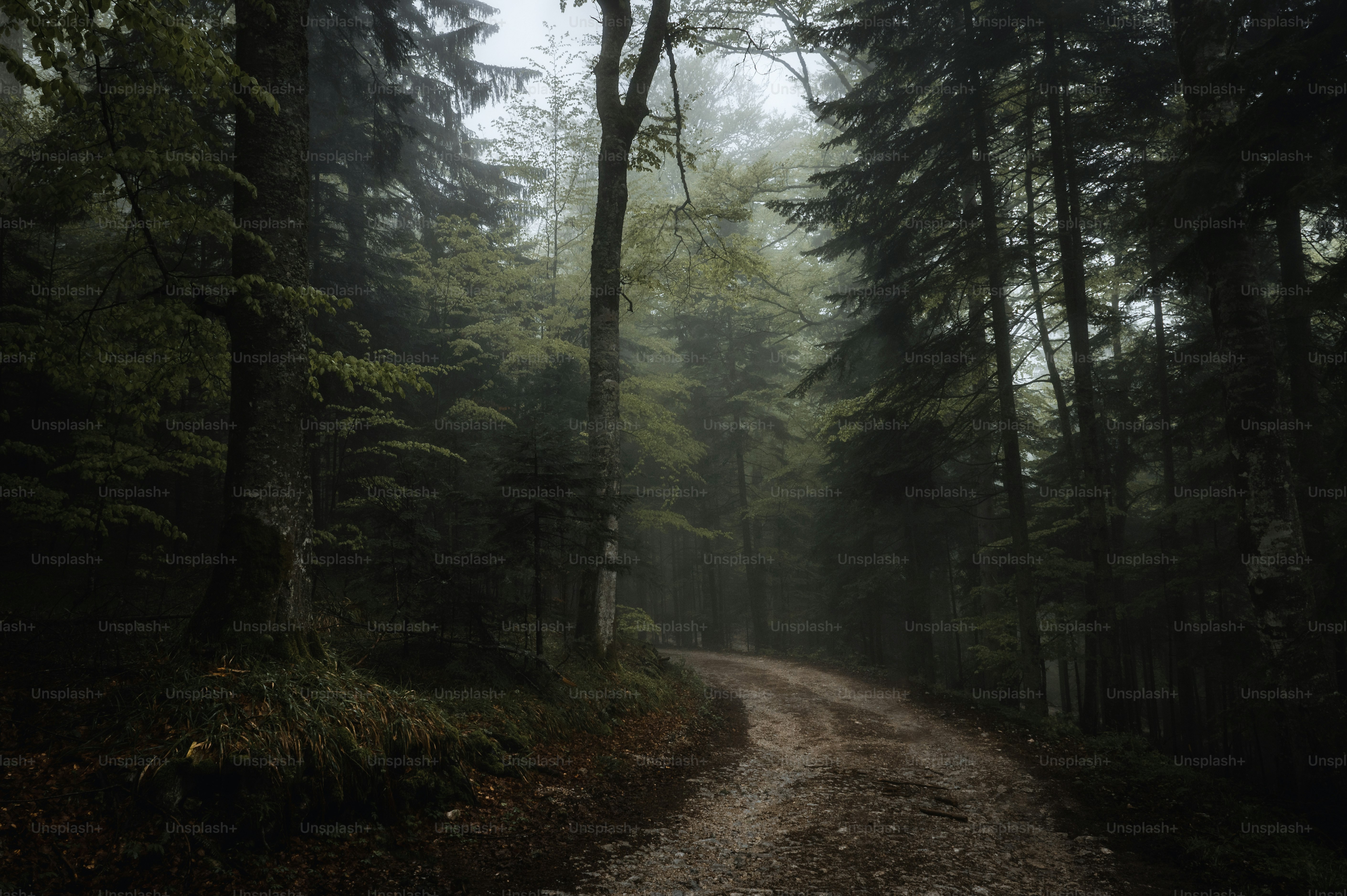 A foggy road in the middle of a forest photo – Road Image on Unsplash