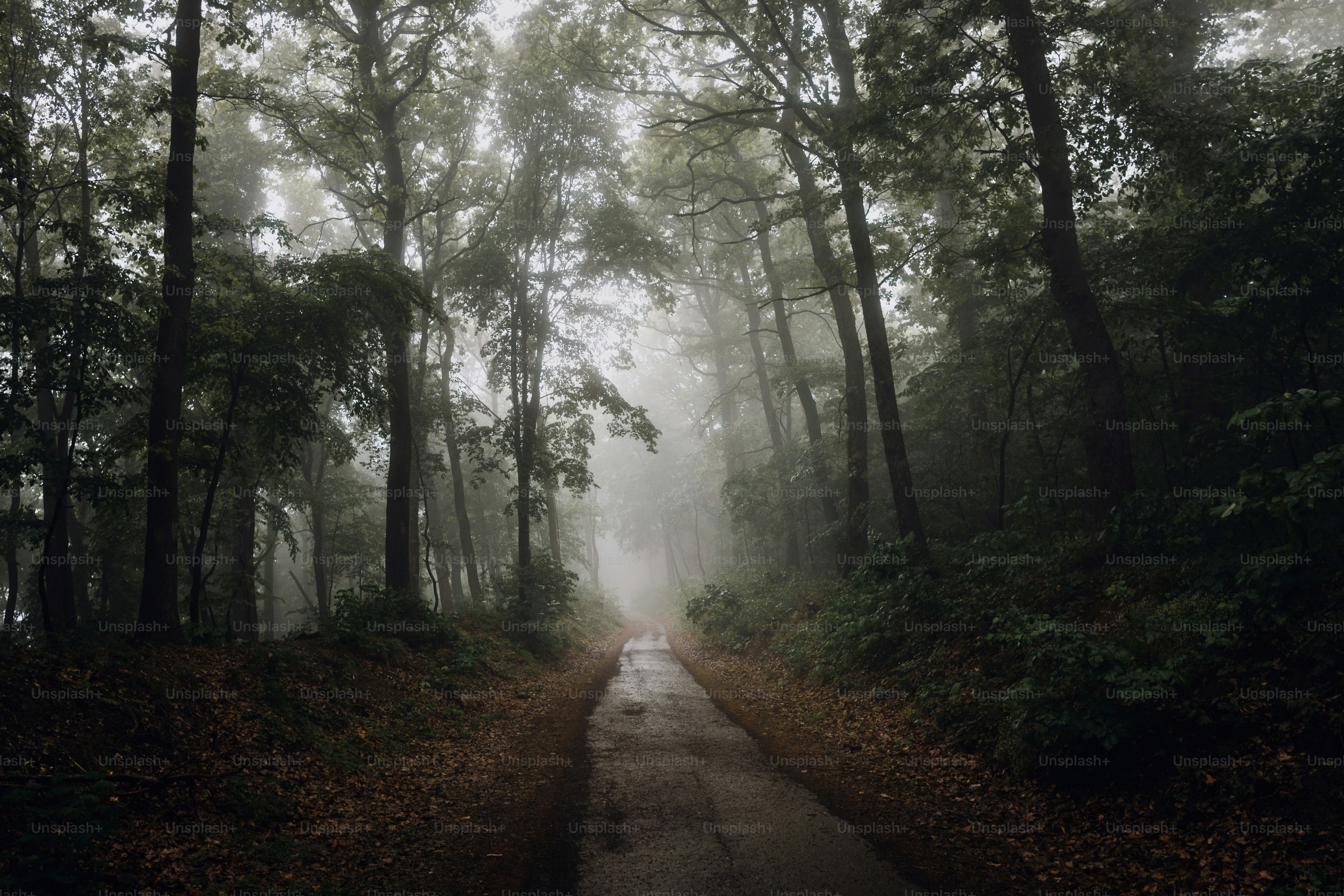 1000+ Dark Nature Pictures | Download Free Images on Unsplash