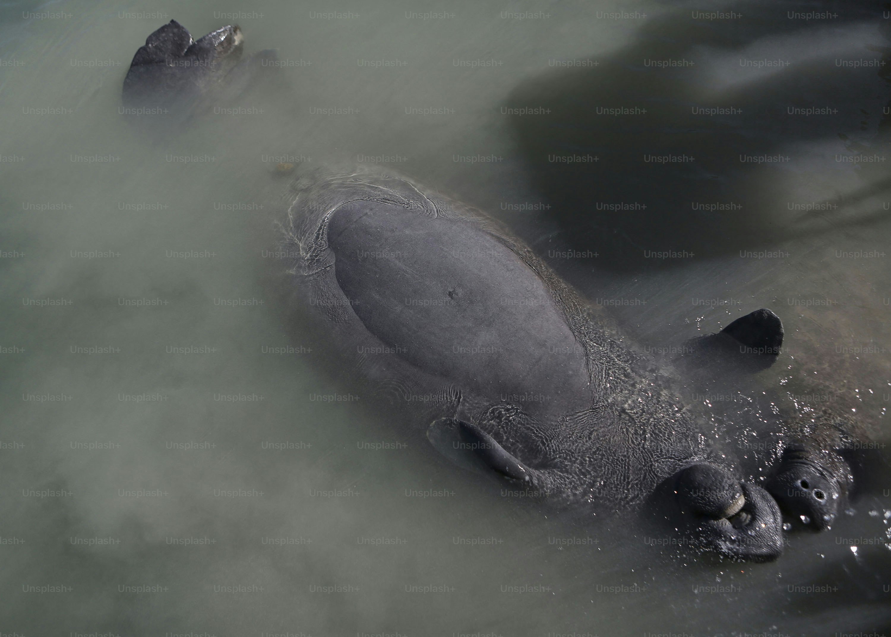 A hippopotamus submerged in a body of water photo – Manatee Image on ...