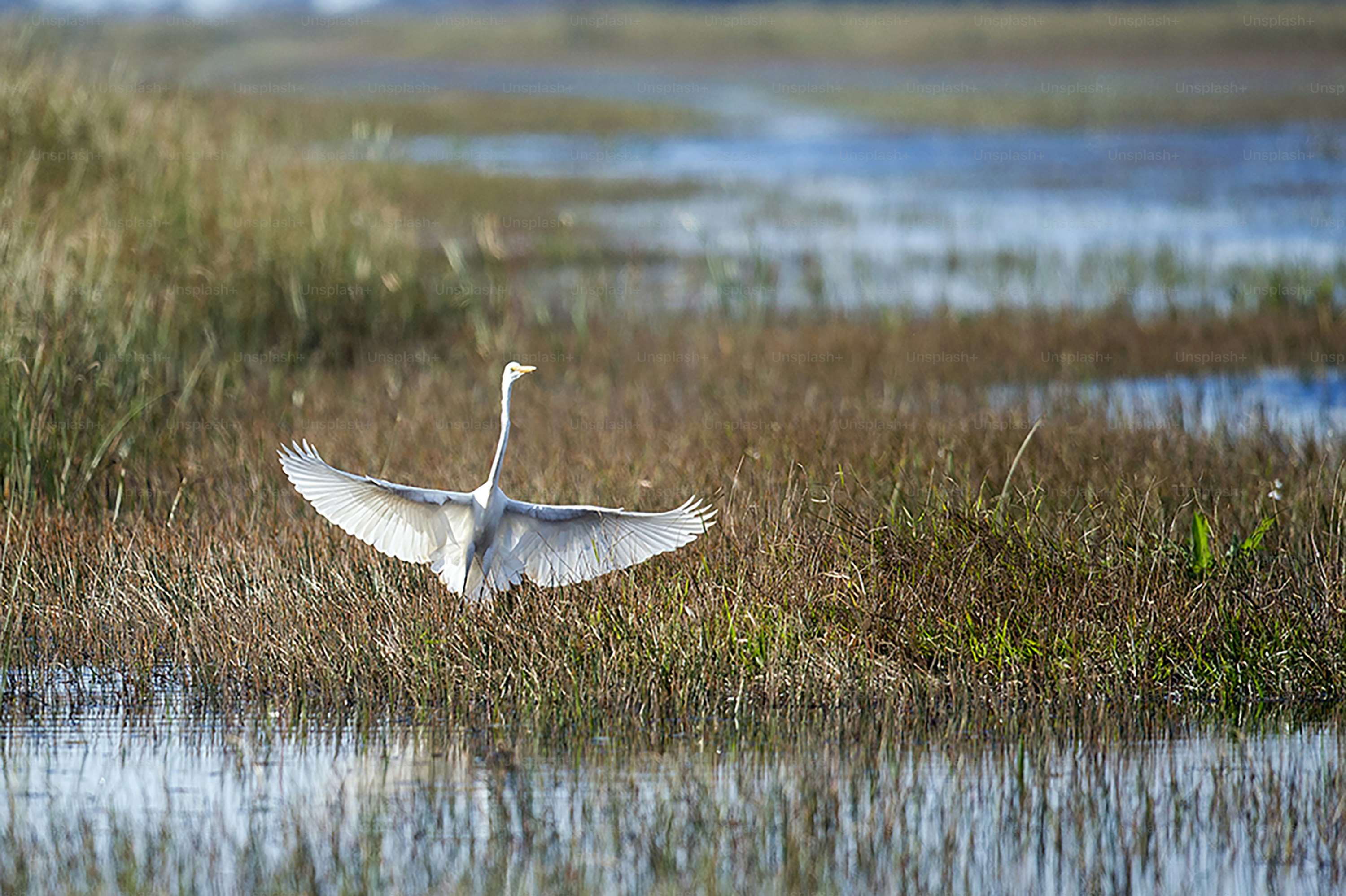 A large white bird flying over a body of water photo – Everglades Image ...