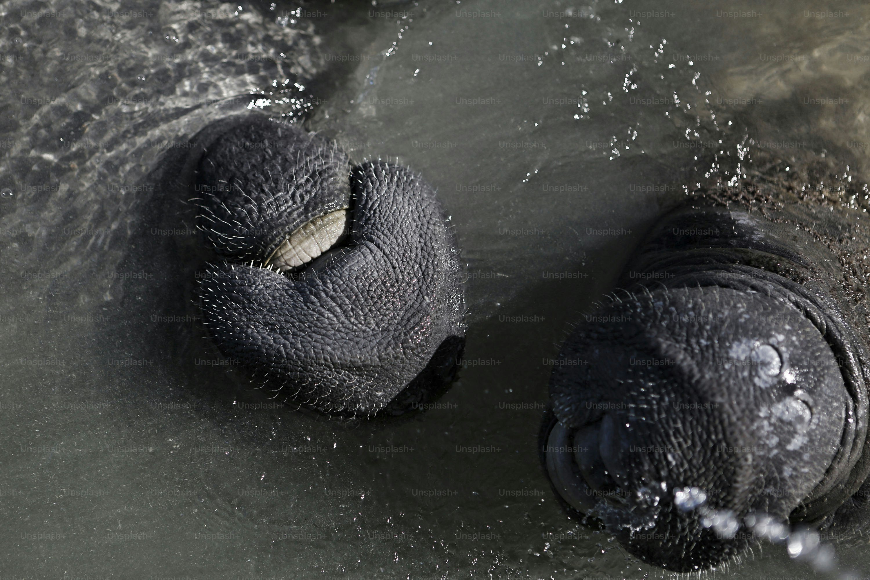 A hippopotamus submerged in a body of water photo – Manatee Image on ...
