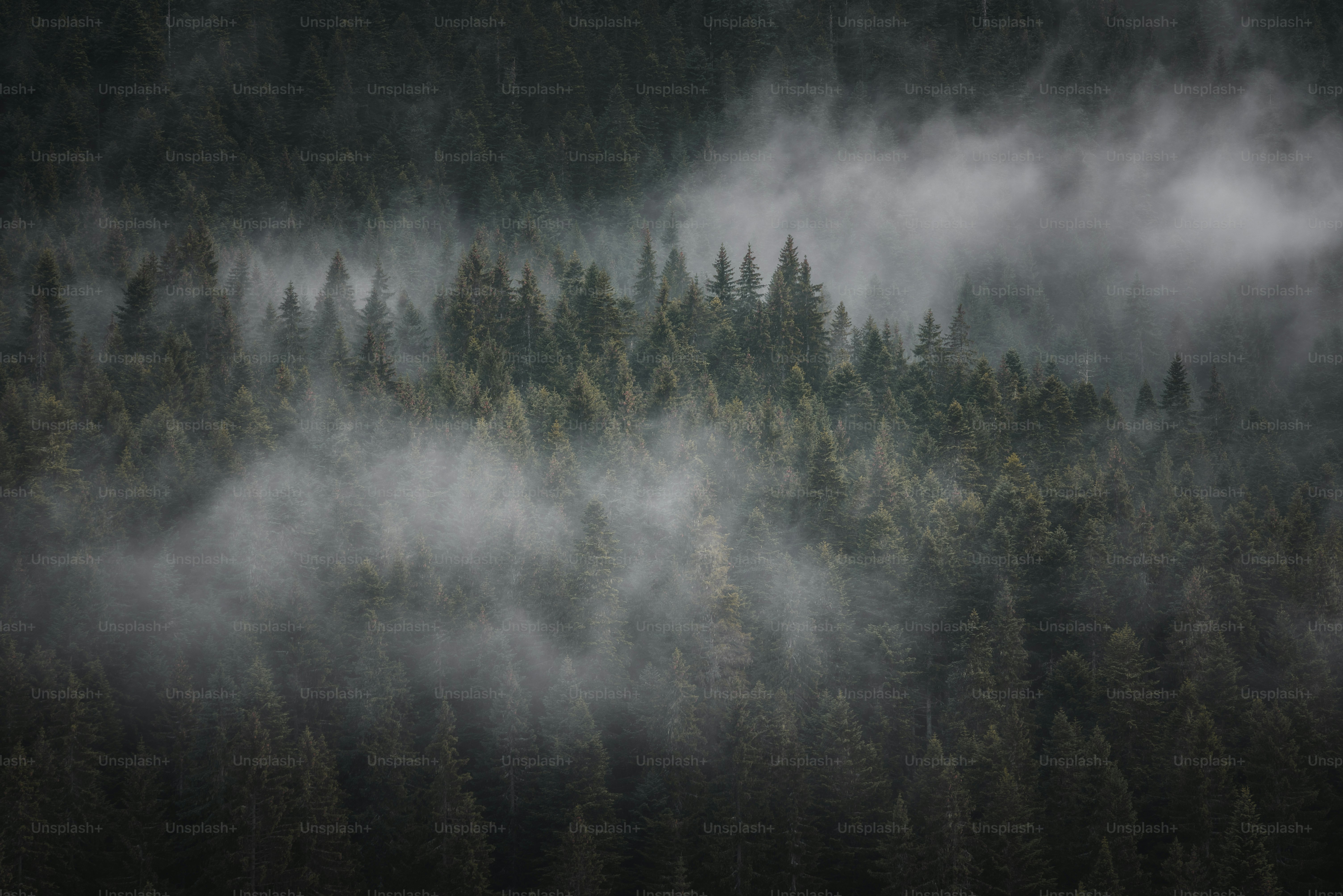A forest filled with lots of trees covered in fog photo – Moody nature ...