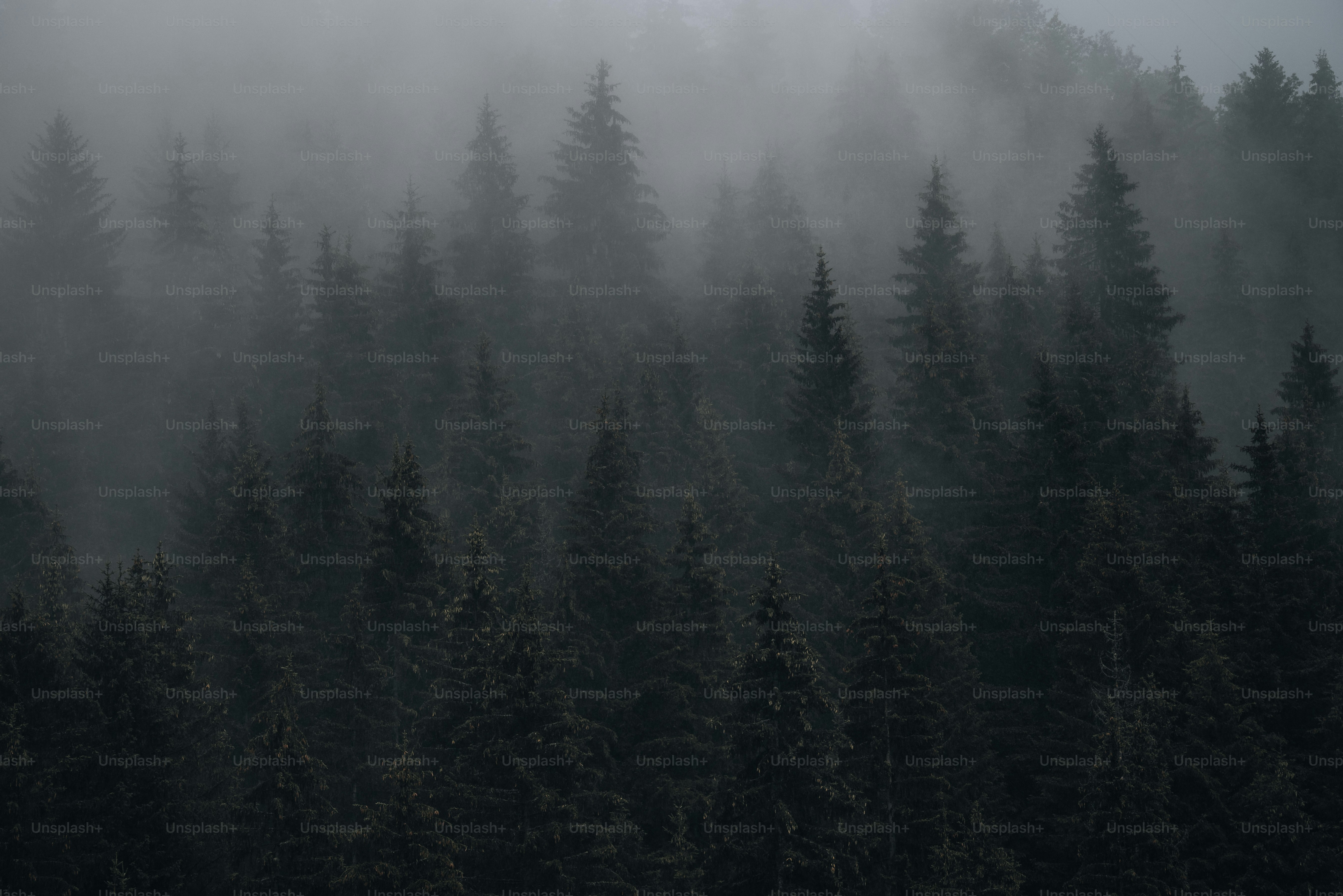 500+ Dark Forest Pictures [HD] | Download Free Images on Unsplash